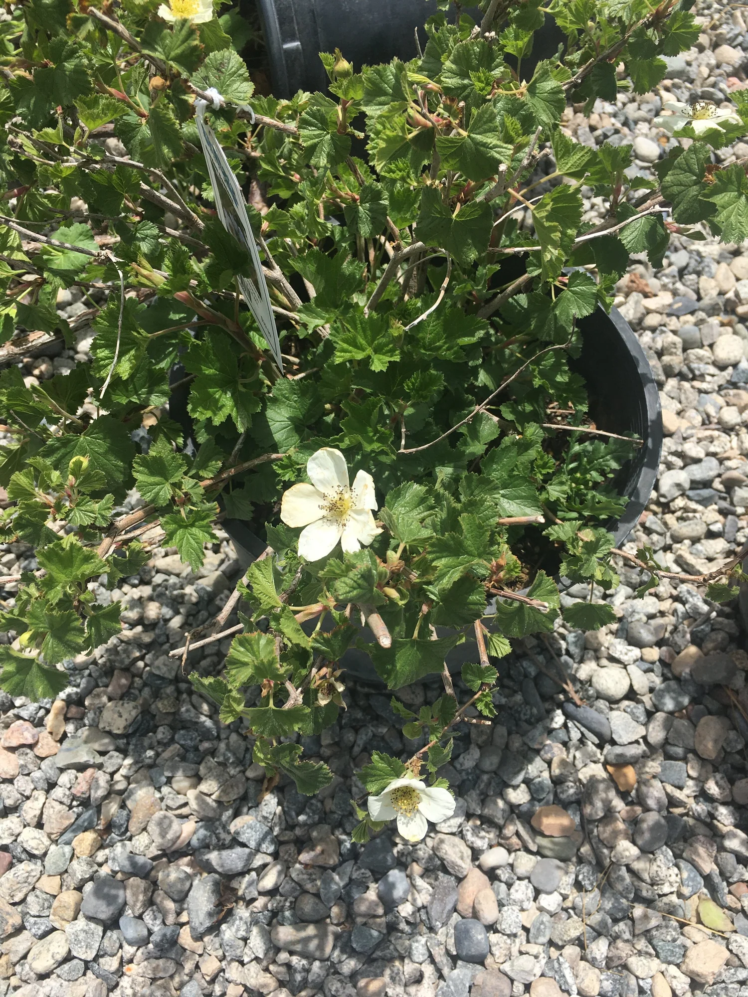 Edible Shrubs — Brady's West