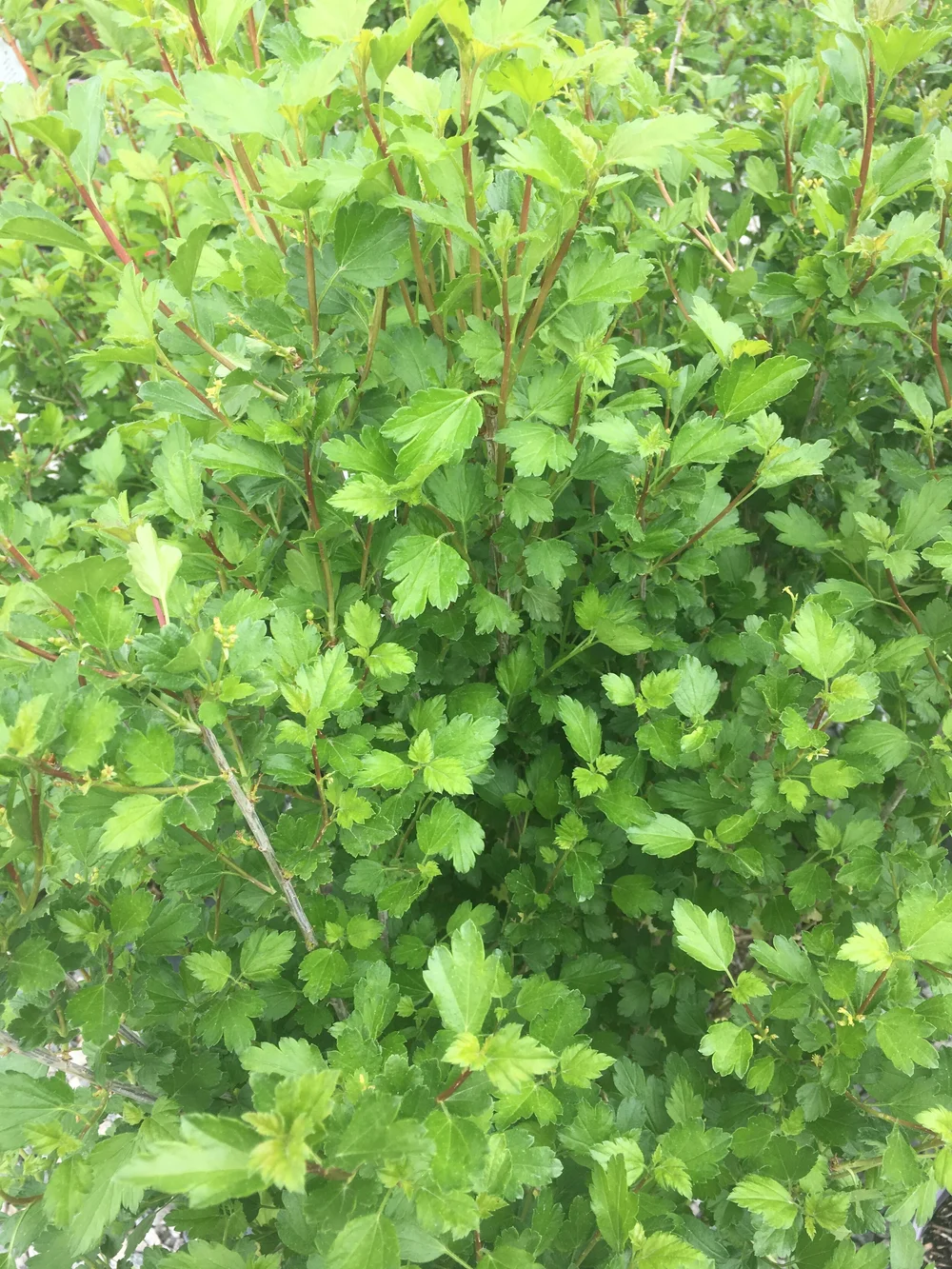High Elevation Shrubs — Brady's West