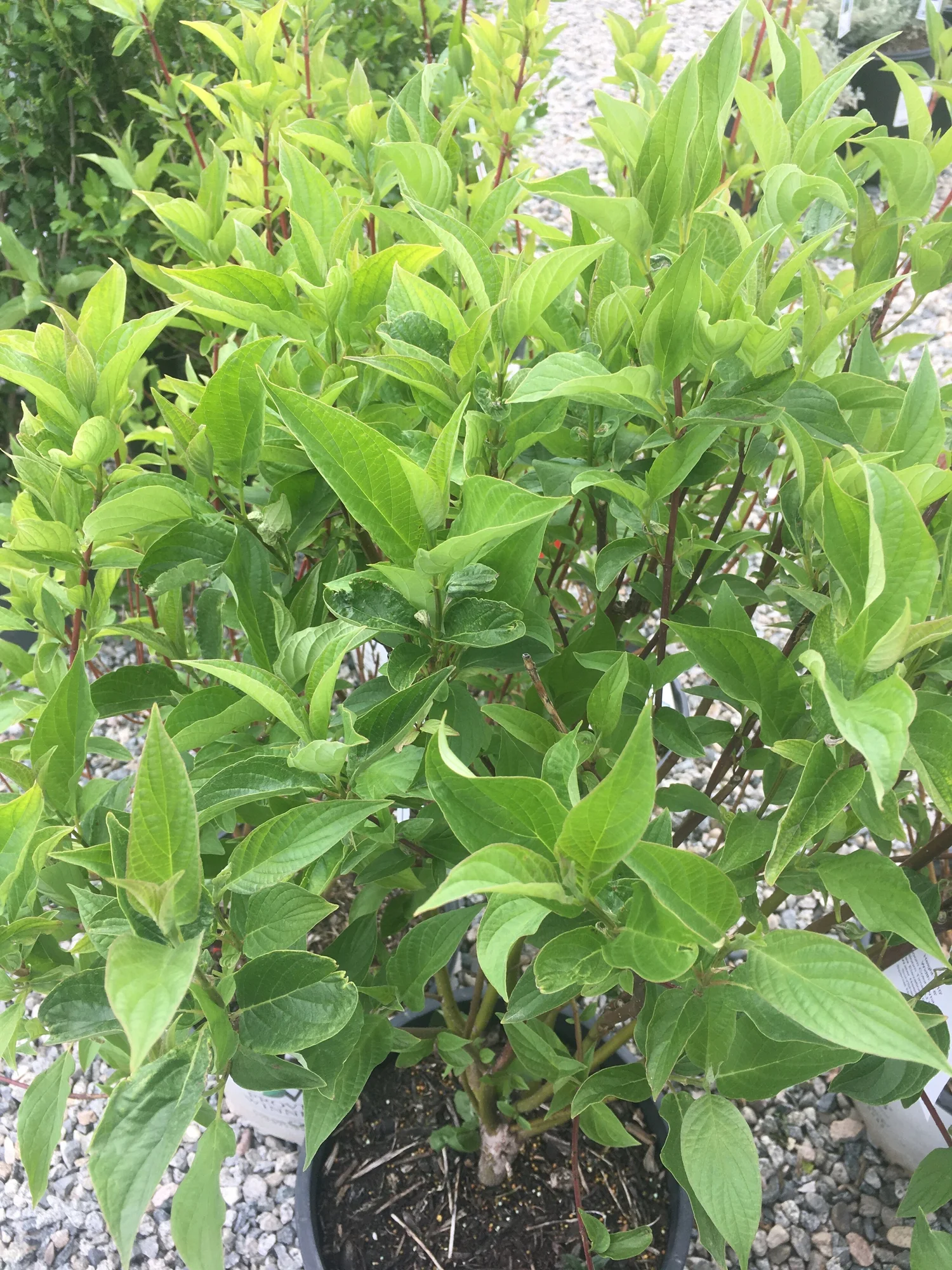 High Elevation Shrubs — Brady's West