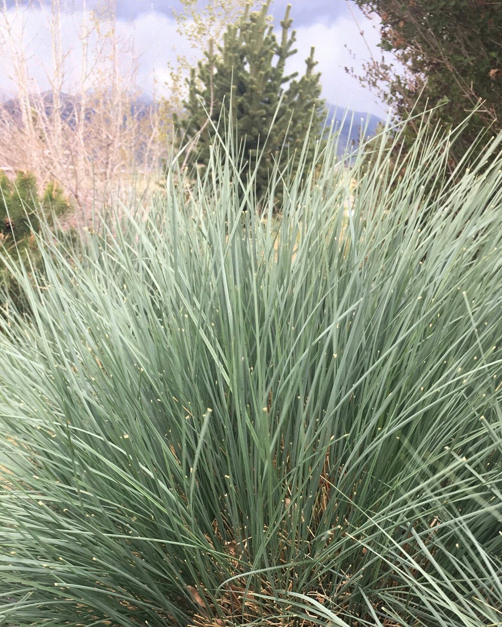 Ornamental Grasses — Brady's West