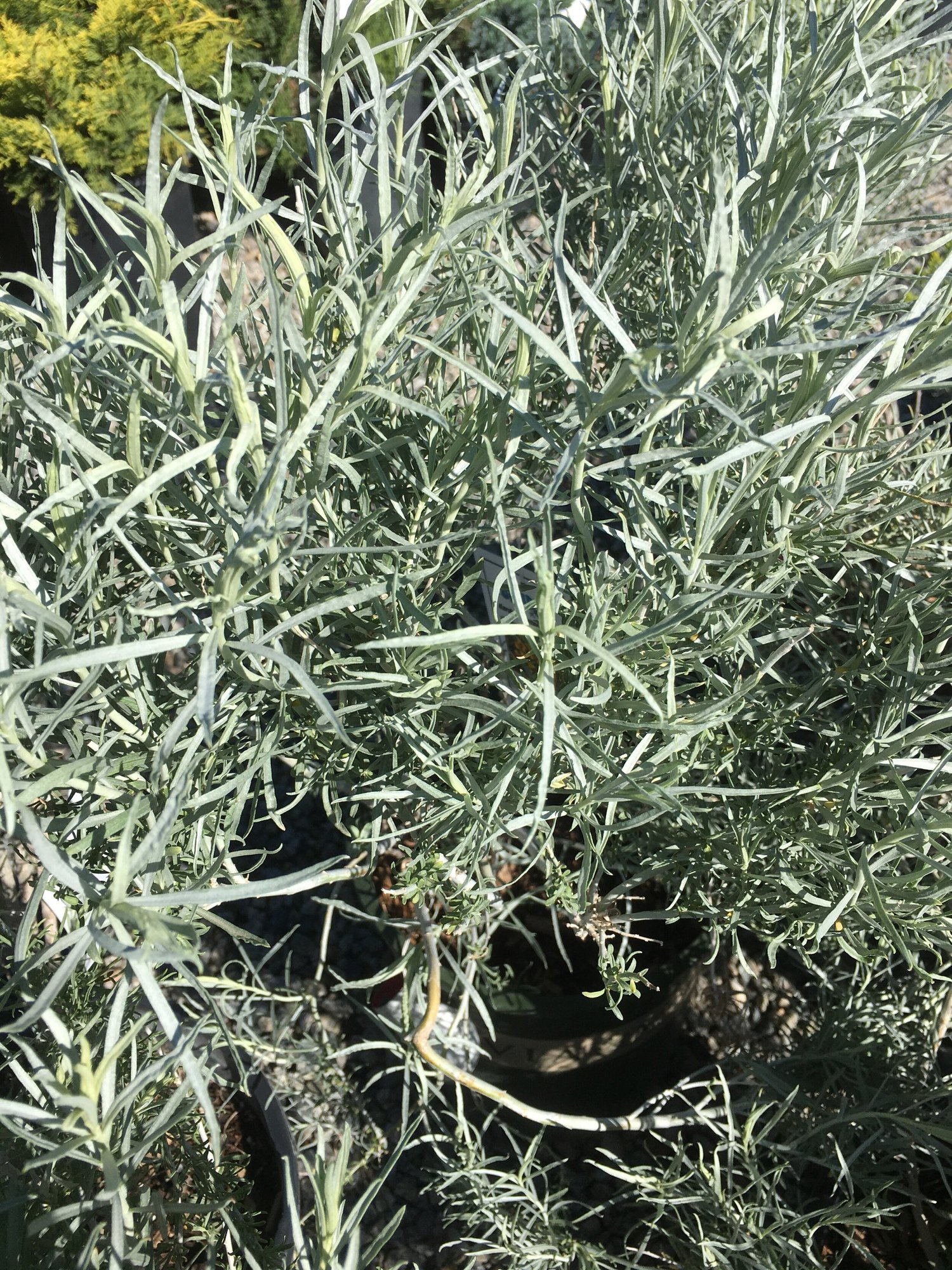 Colorado Native Shrubs — Brady's West