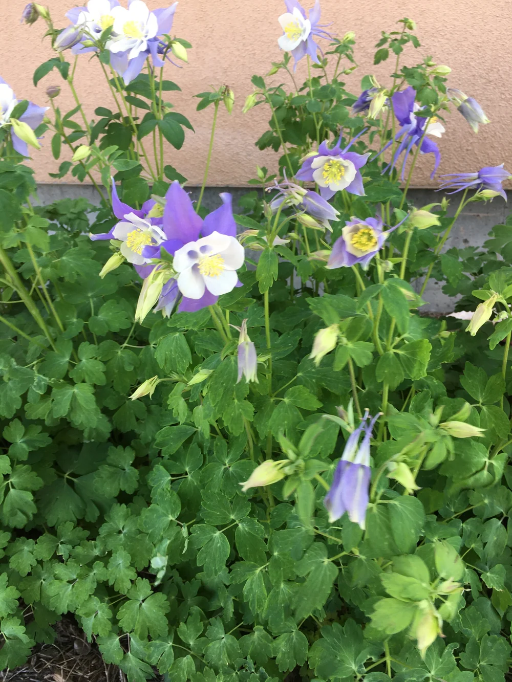 Columbine Deer Resistant