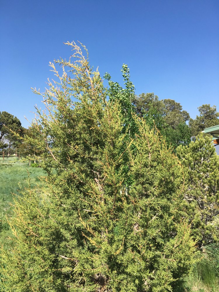 Upright Junipers — Brady's West