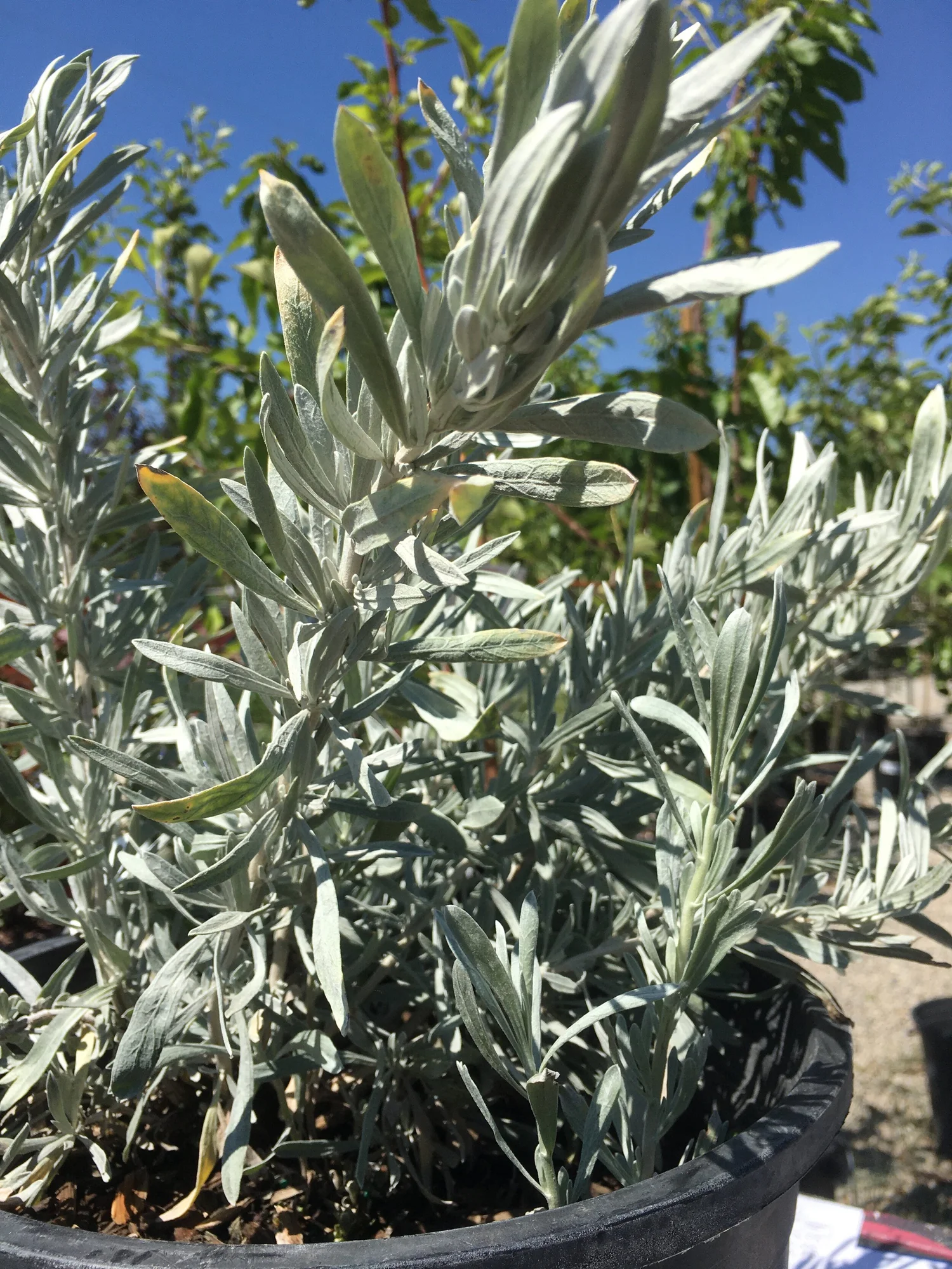 Colorado Native Shrubs — Brady's West