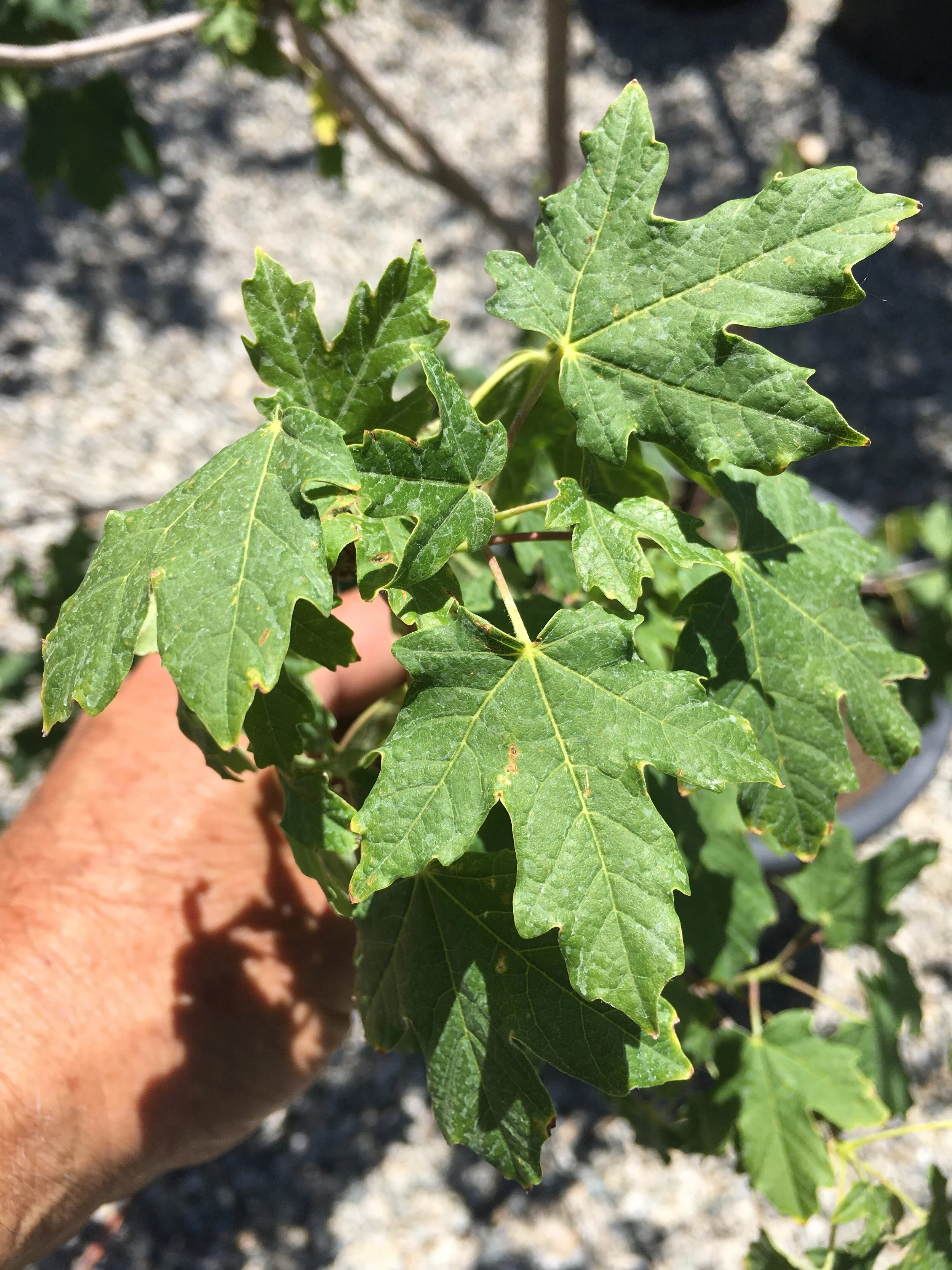 High Elevation Shrubs — Brady's West