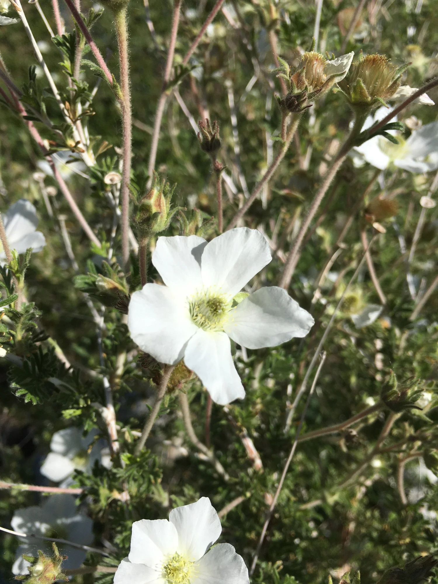Colorado Native Shrubs — Brady's West