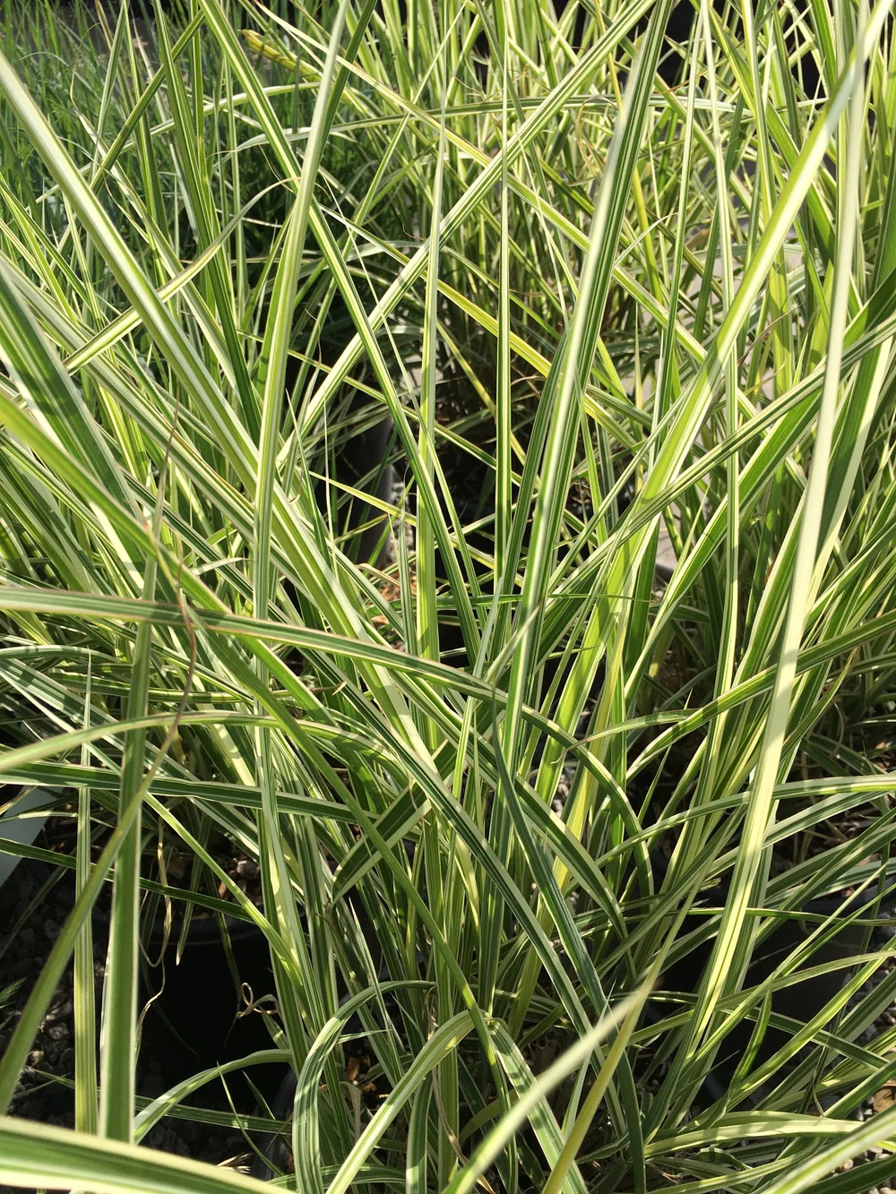 Ornamental Grasses — Brady's West