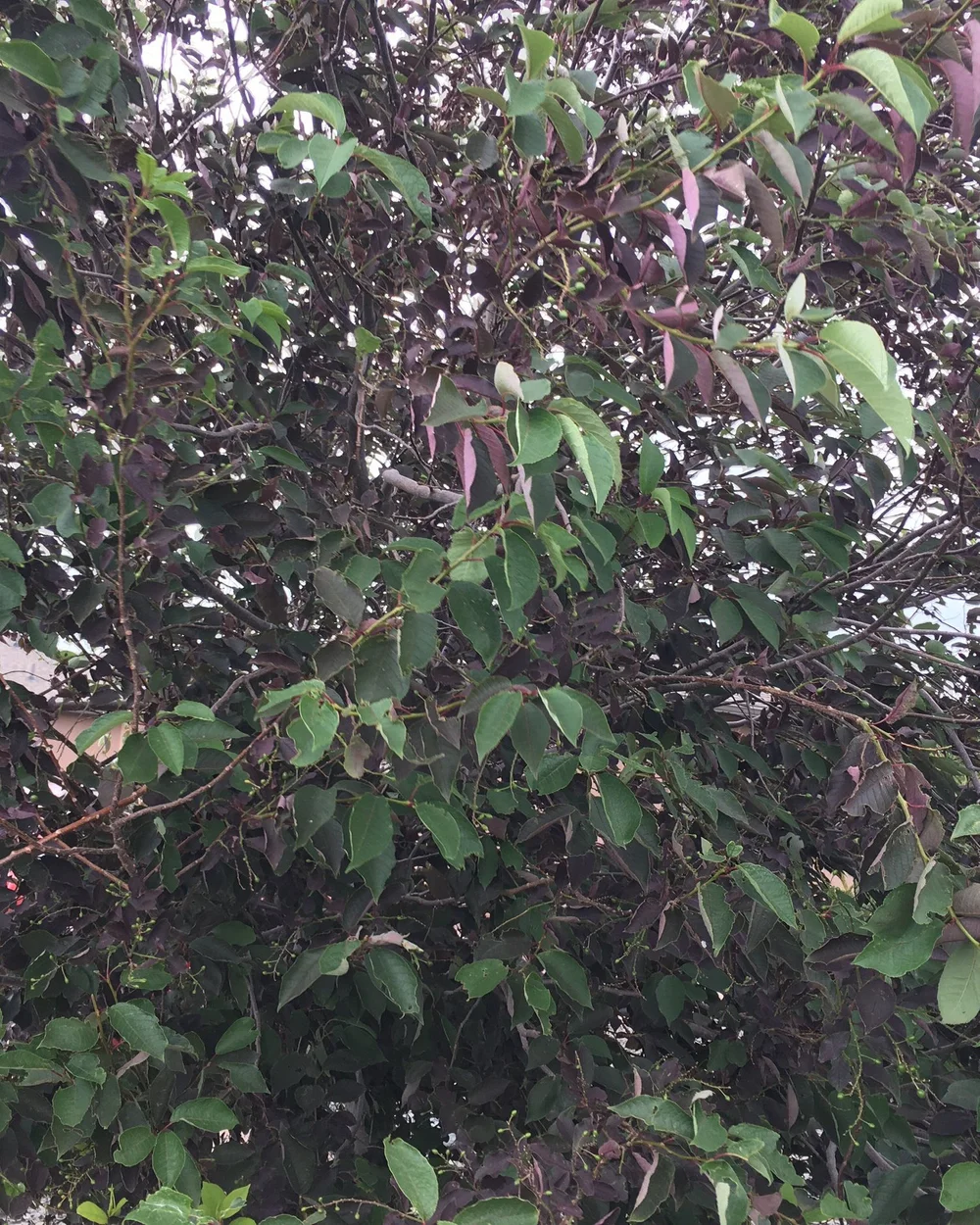 Ornamental Trees — Brady's West