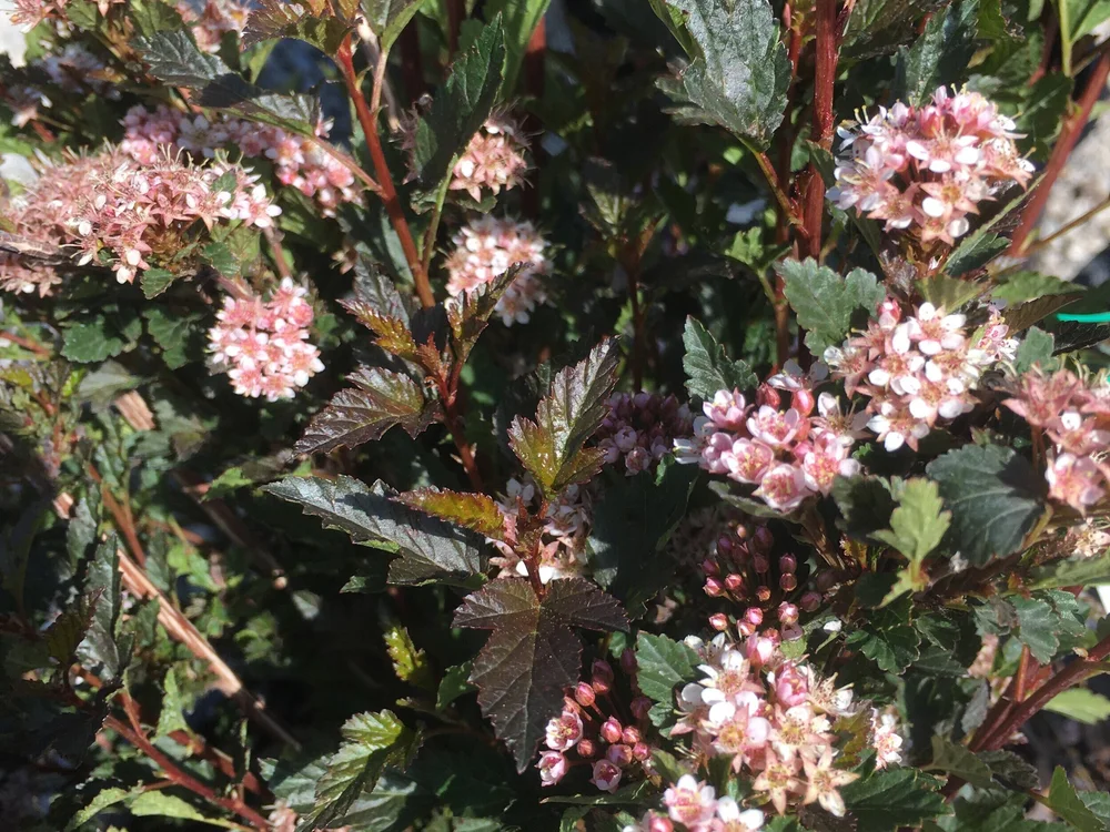 High Elevation Shrubs — Brady's West