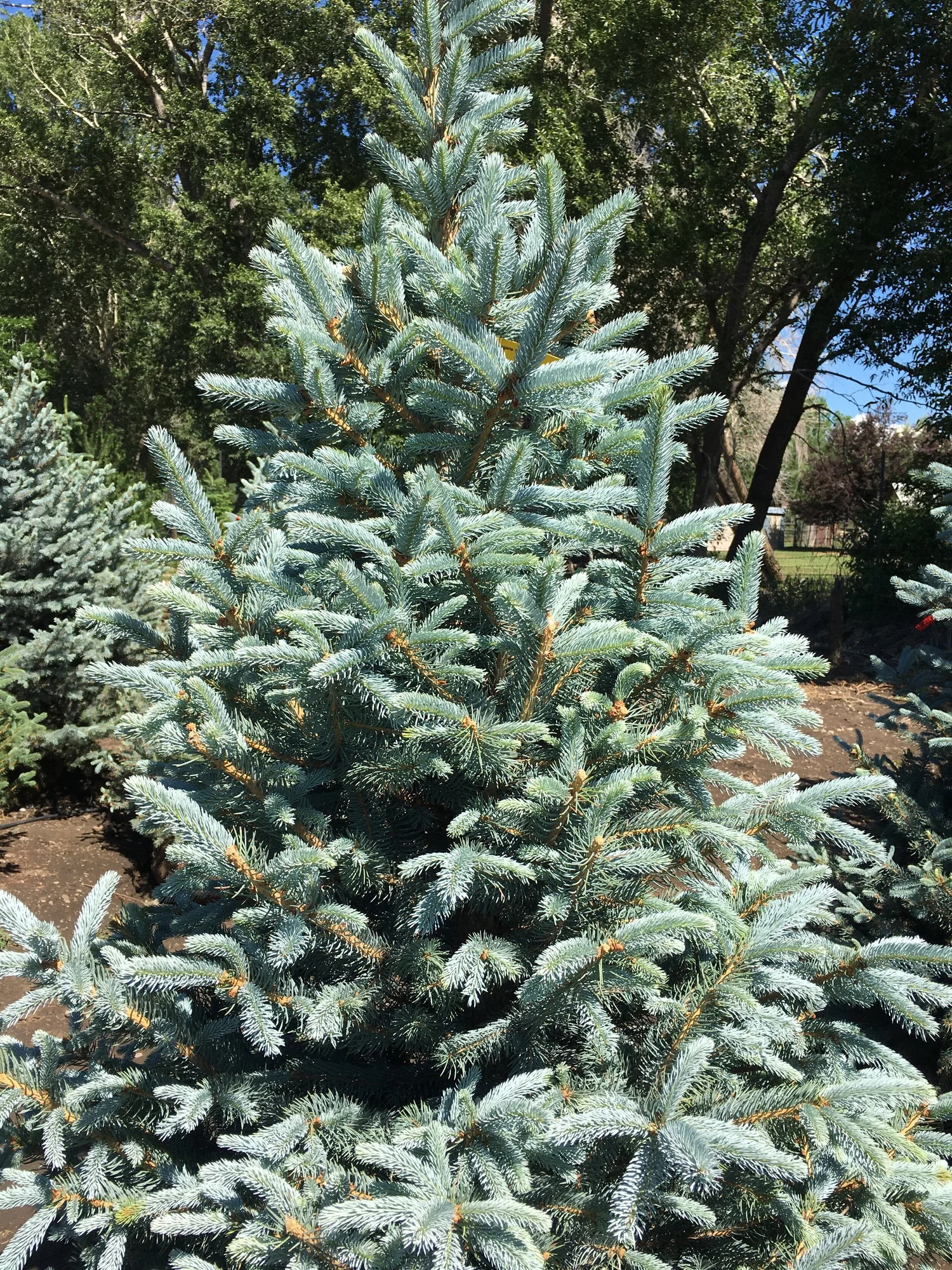 Spruces — Brady's West