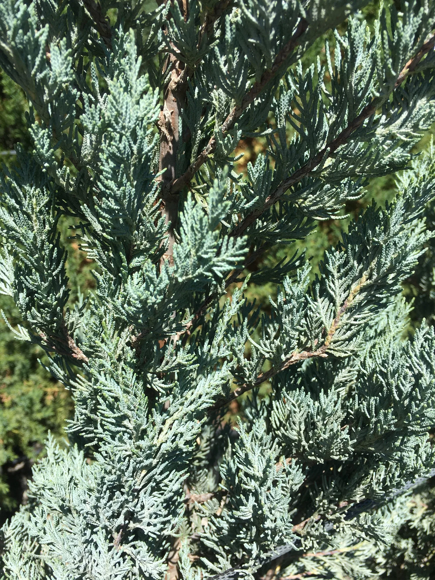 Upright Junipers — Brady's West
