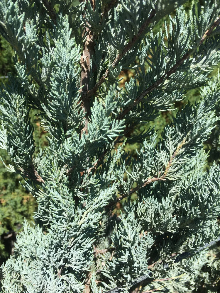 Upright Junipers — Brady's West