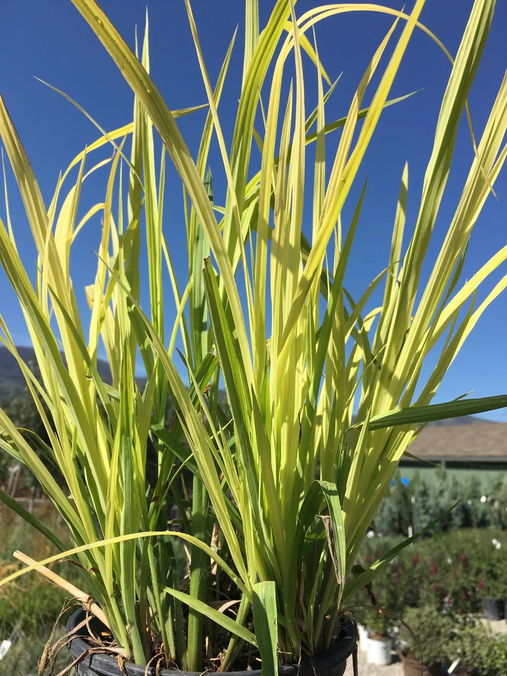 Ornamental Grasses — Brady's West