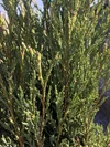 Upright Junipers — Brady's West