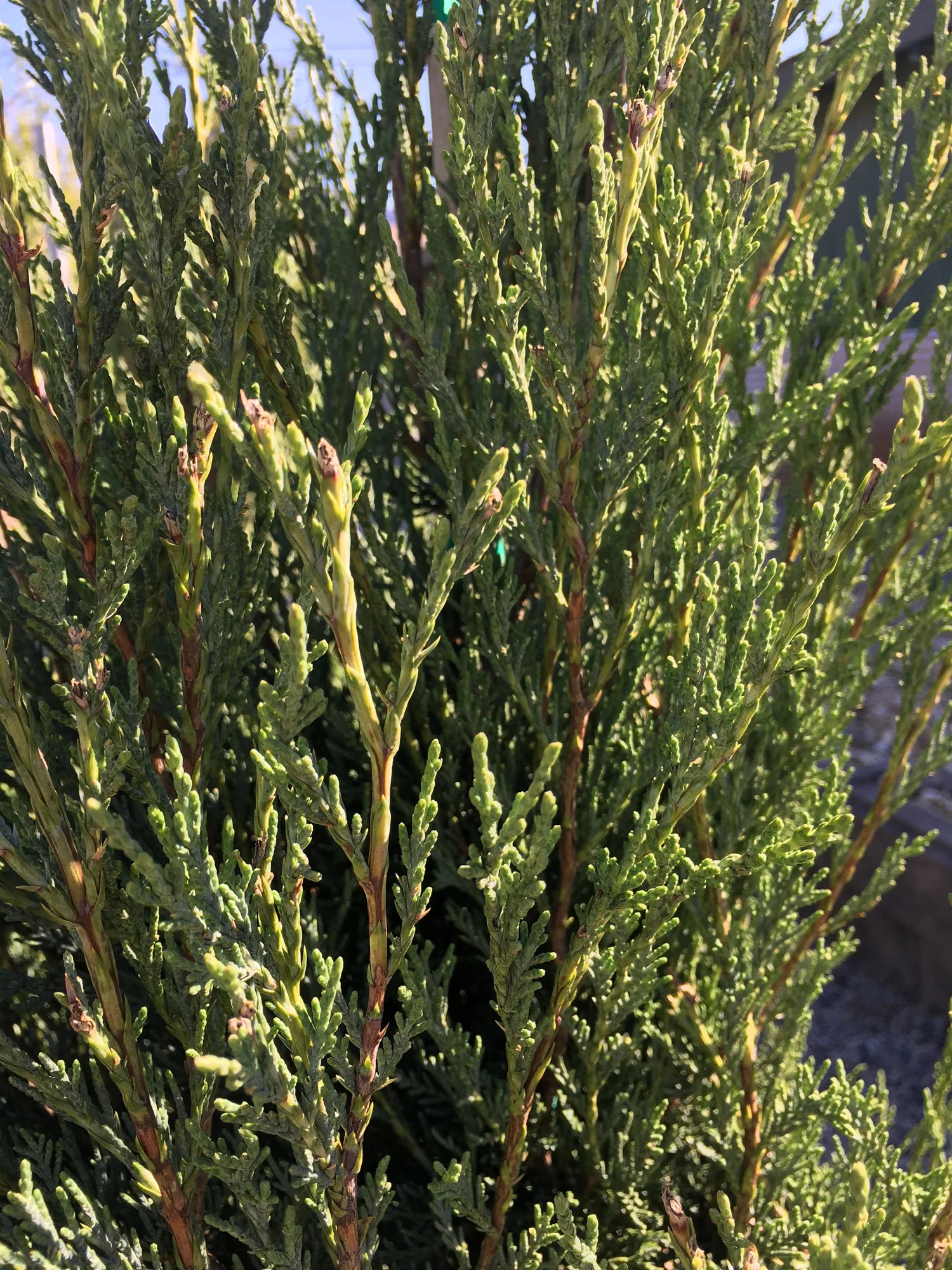 Upright Junipers — Brady's West