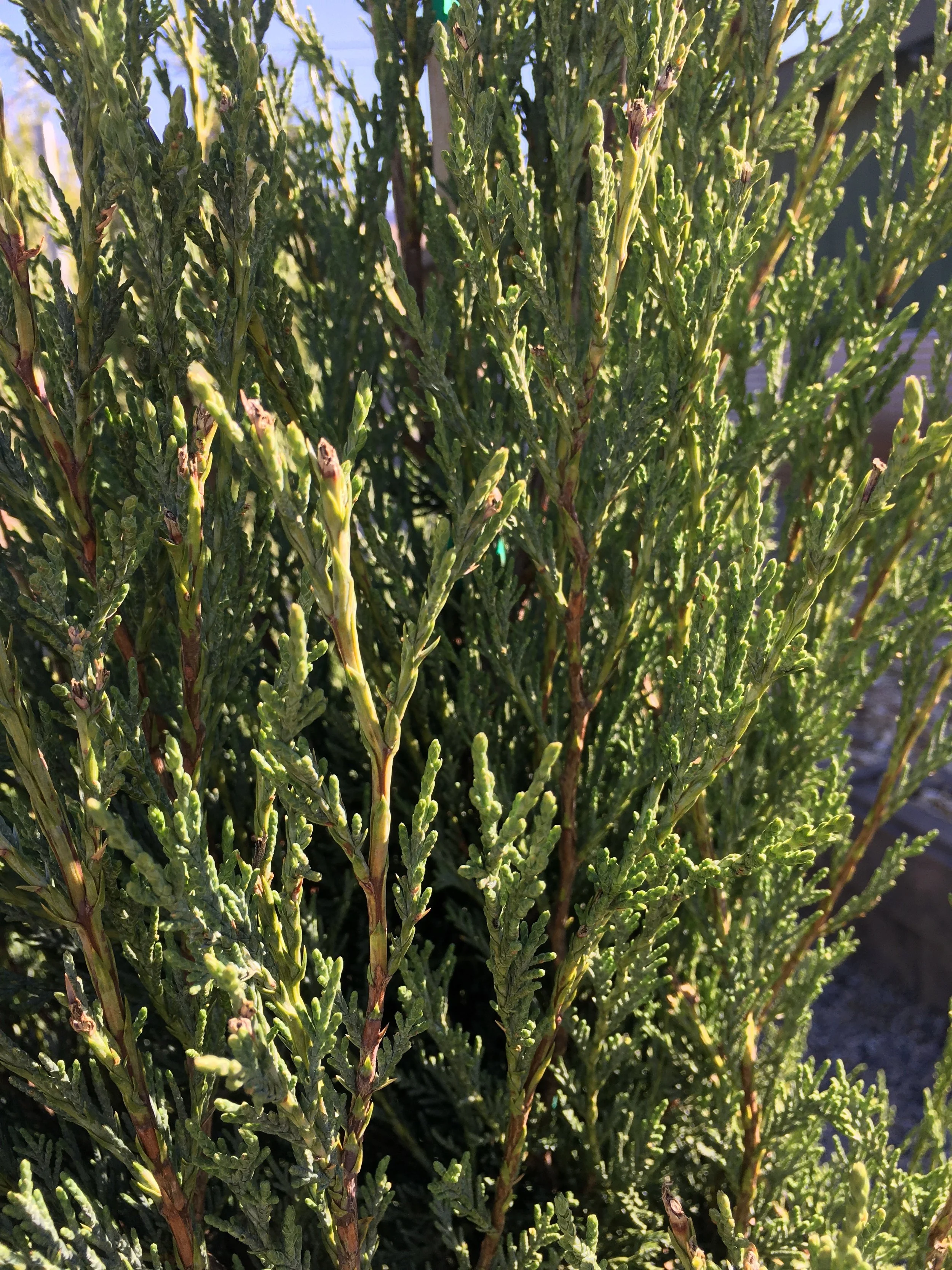 Upright Junipers — Brady's West