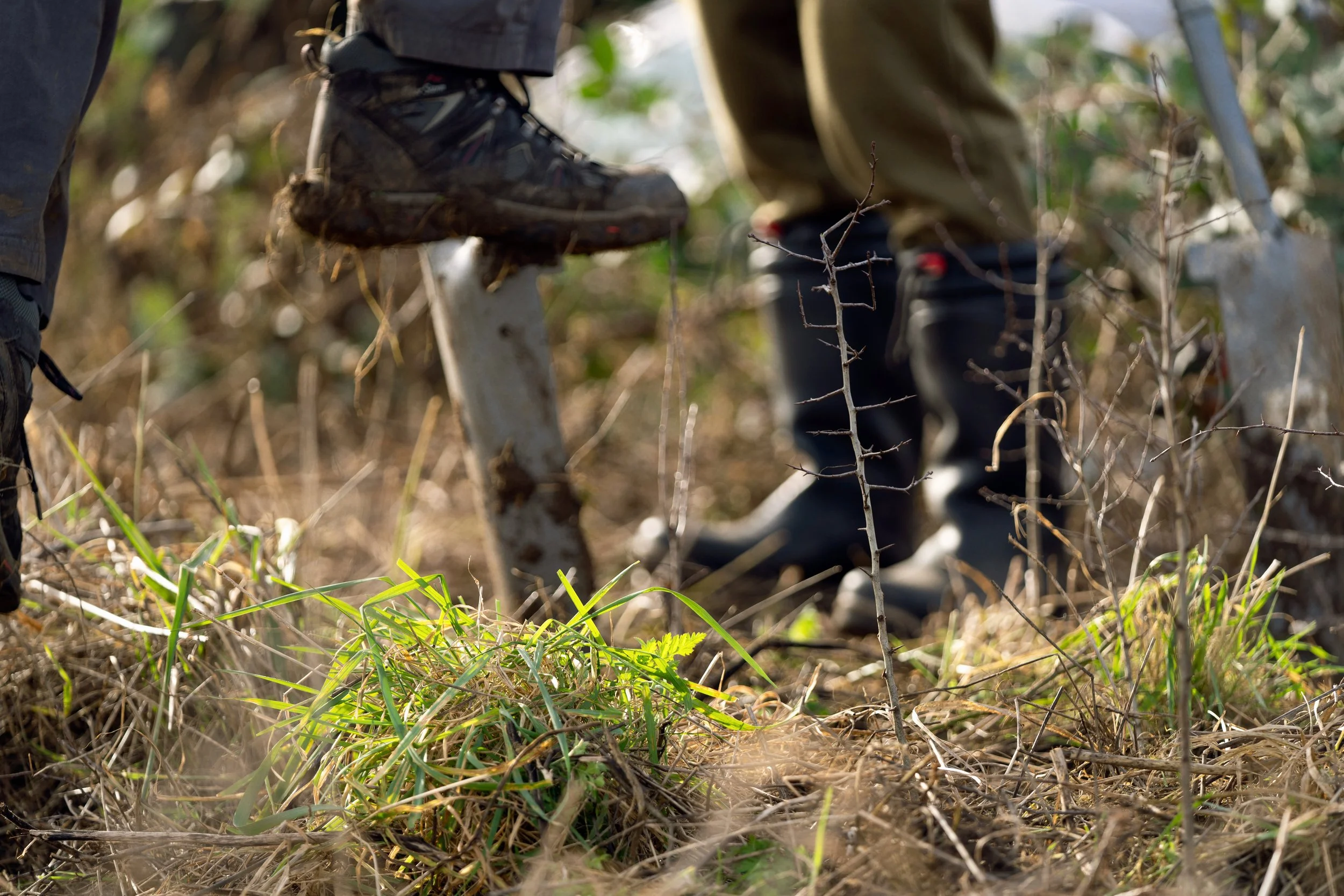 Planting Hedgerows — Nathaniel Rosa - Photographer & Filmmaker - South ...