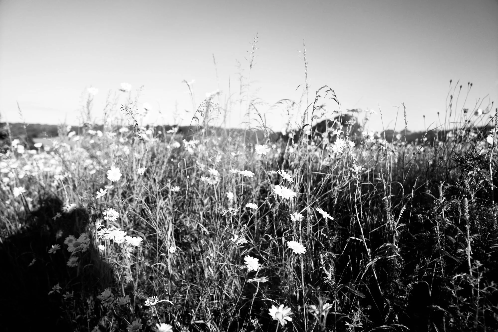 Behind The Scenes: Field to Fork — Nathaniel Rosa - Photographer ...