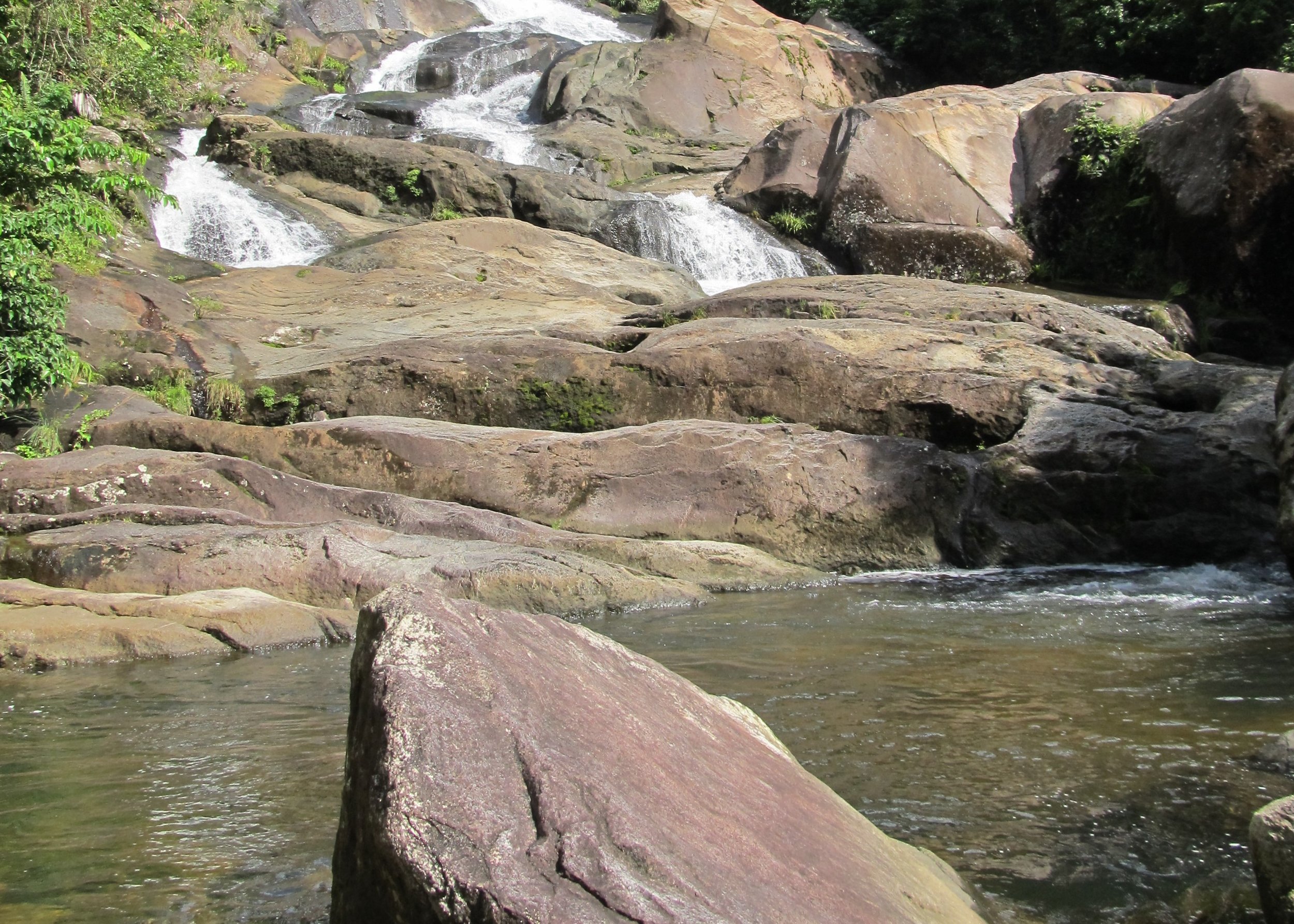 The Spruce Tree Journal