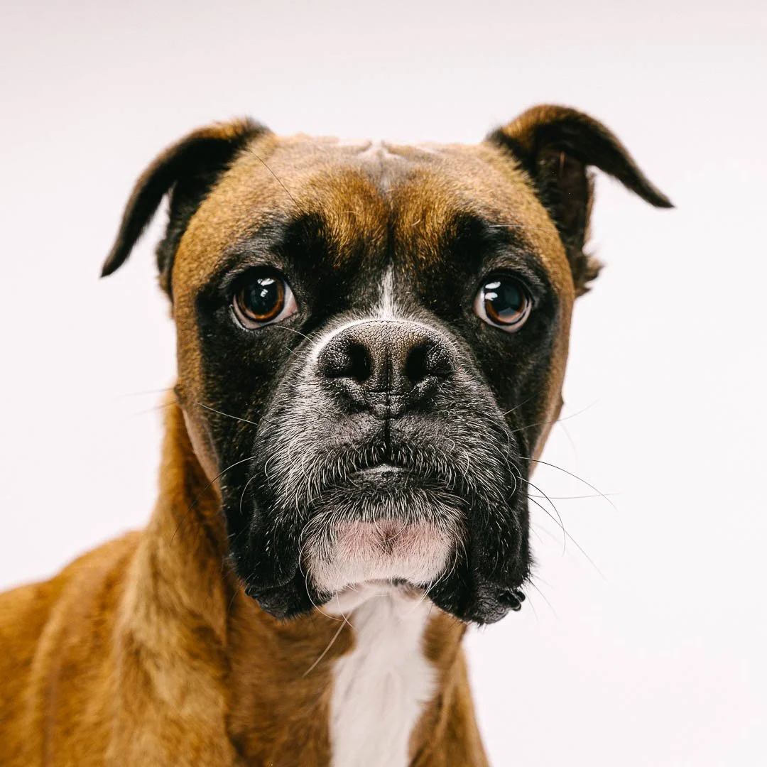 Bellingham Pet Photography — Tiffany Brooks Photography