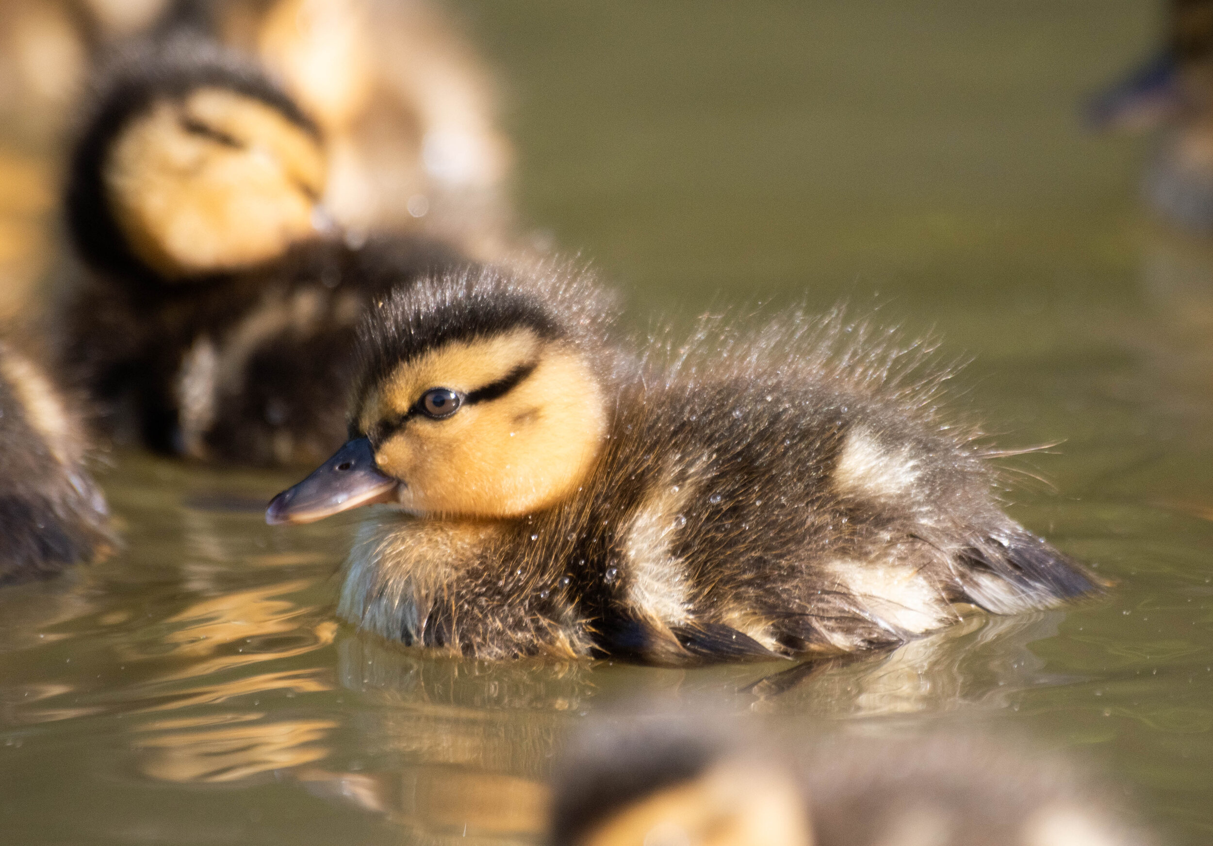 Photography — Raleigh-Durham Director of Photography — Phillip Teasley