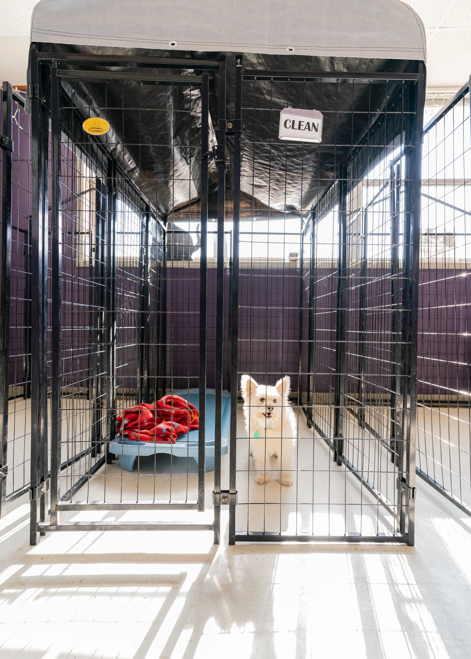 Services — Waggin' Tails