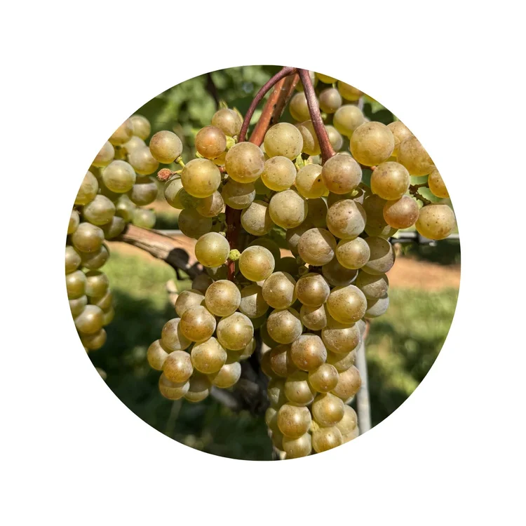 Buy Vines — Vitis Vines Inc.