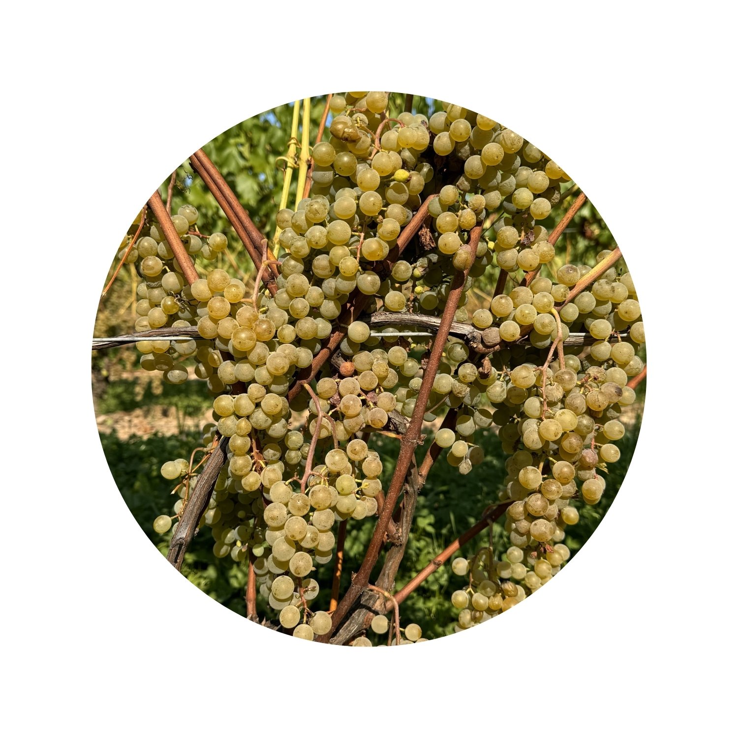Buy Vines — Vitis Vines Inc.