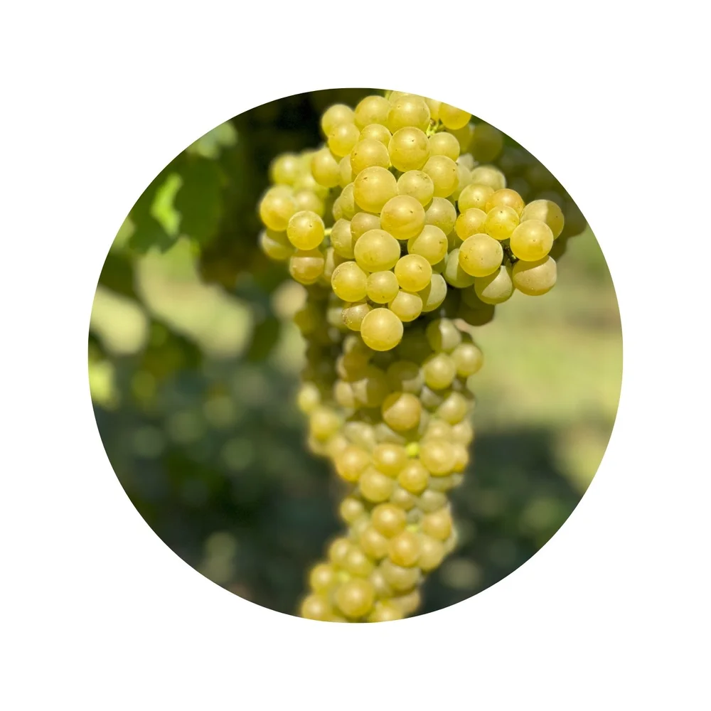 Buy Vines — Vitis Vines Inc.