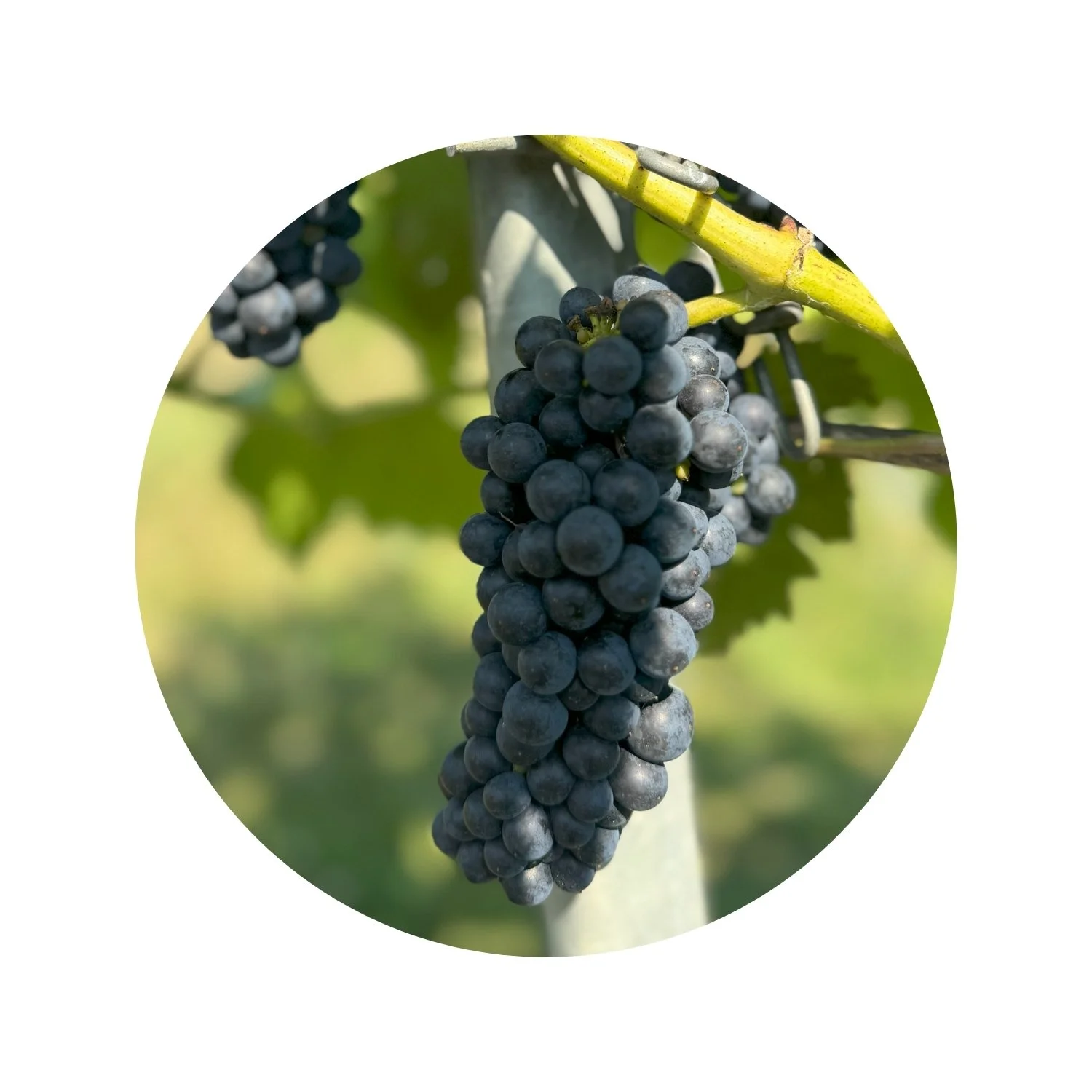 Buy Vines — Vitis Vines Inc.
