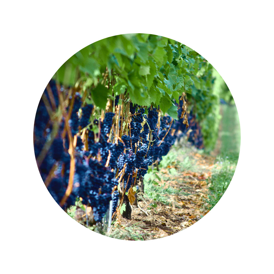 Buy Vines — Vitis Vines Inc.