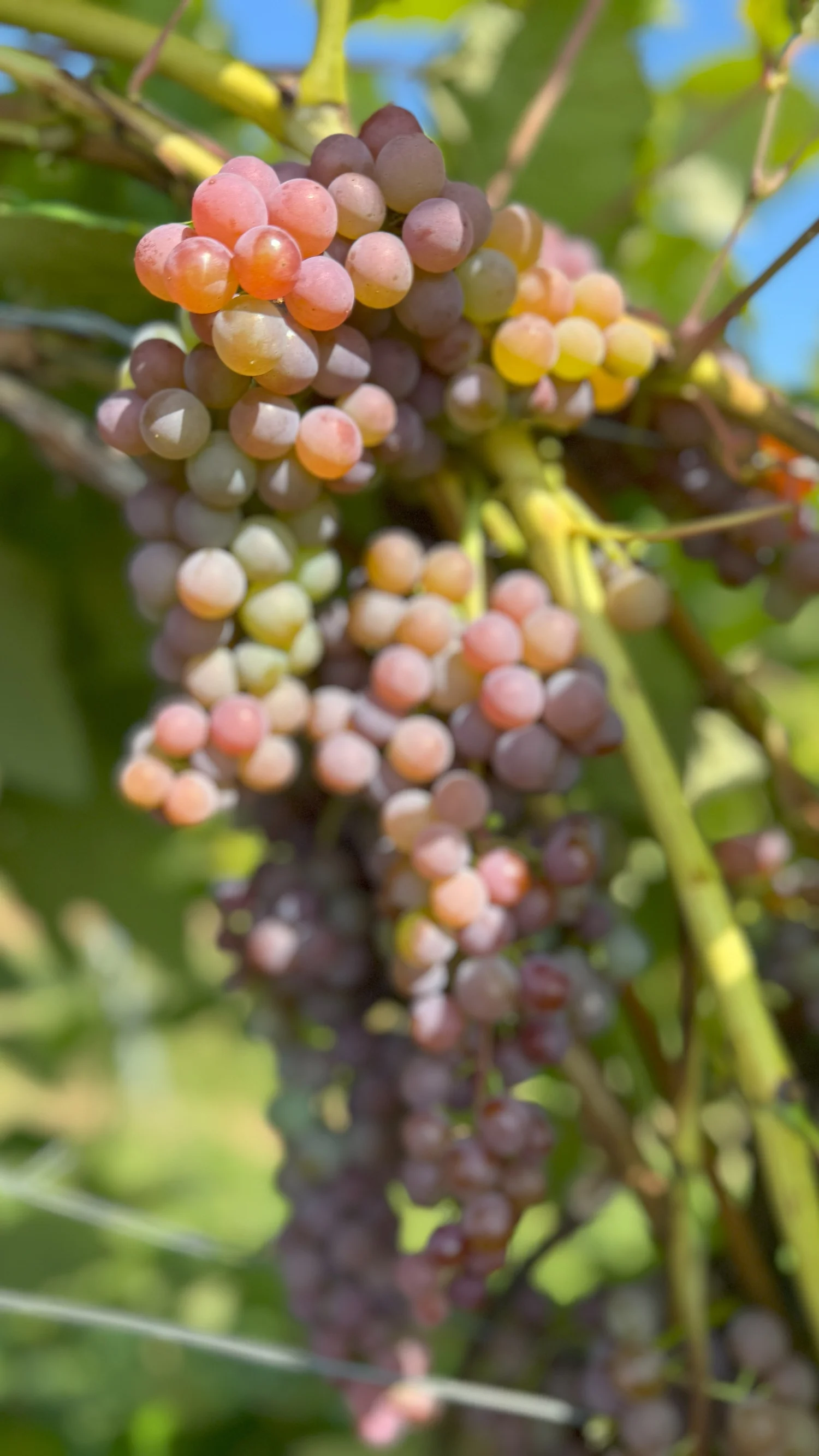Vitis Vines Inc.