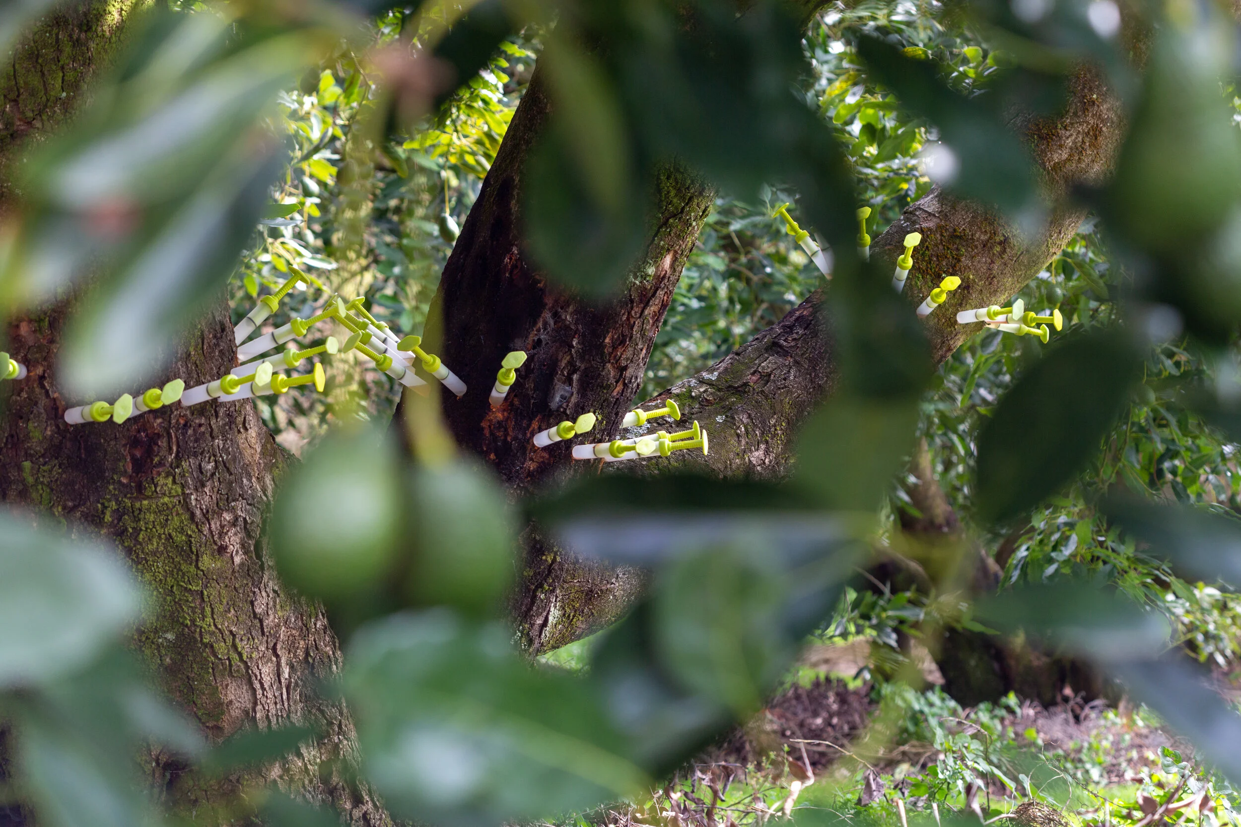 Avoject - Effective tree trunk injection tool