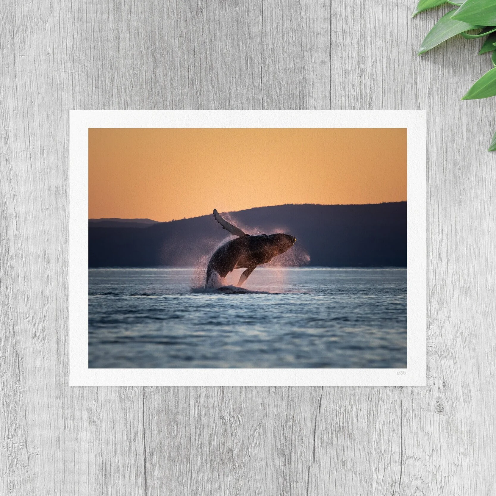 Boutique en ligne — Jocelyn Praud - Photographe animalier