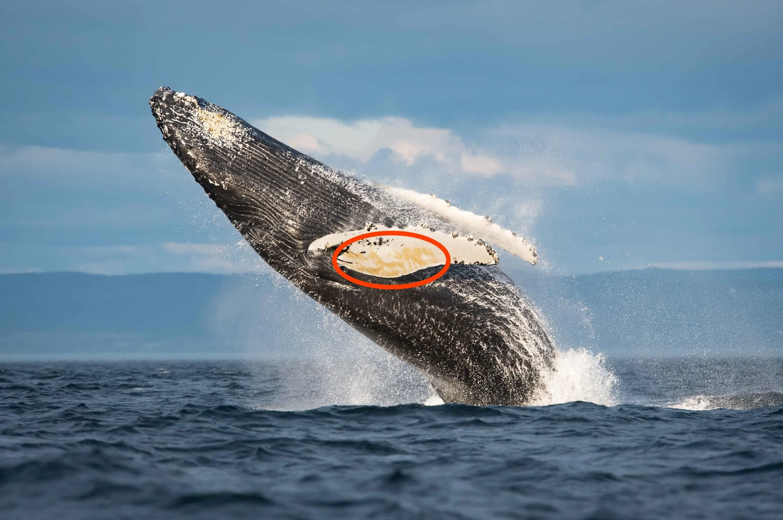 Les baleines ont des poux? — Jocelyn Praud - Photographe animalier