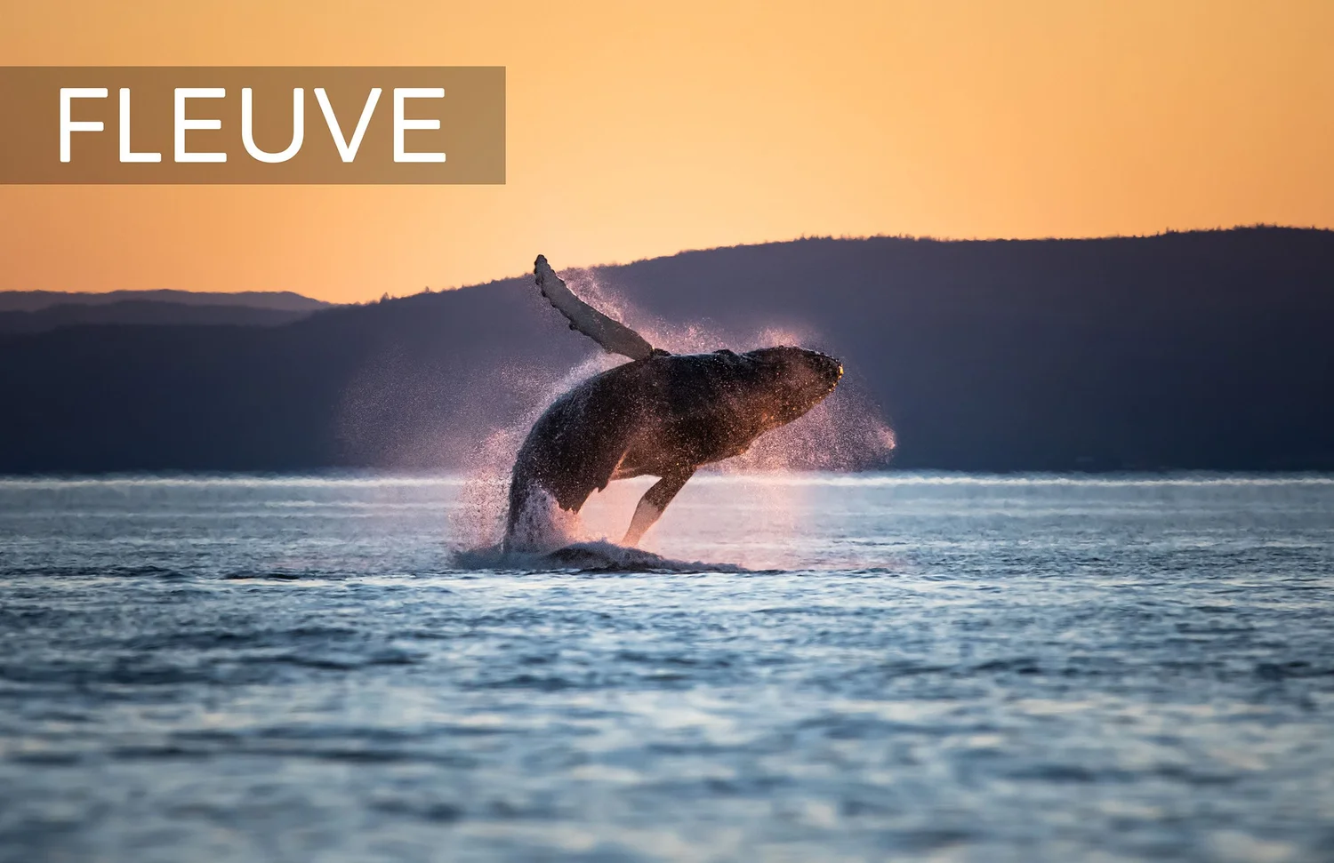 Jocelyn Praud - Photographe animalier