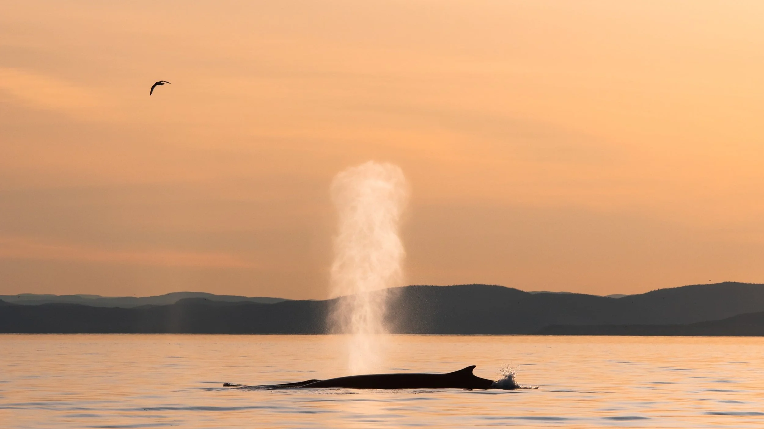 Atelier Baleine — Jocelyn Praud - Photographe animalier