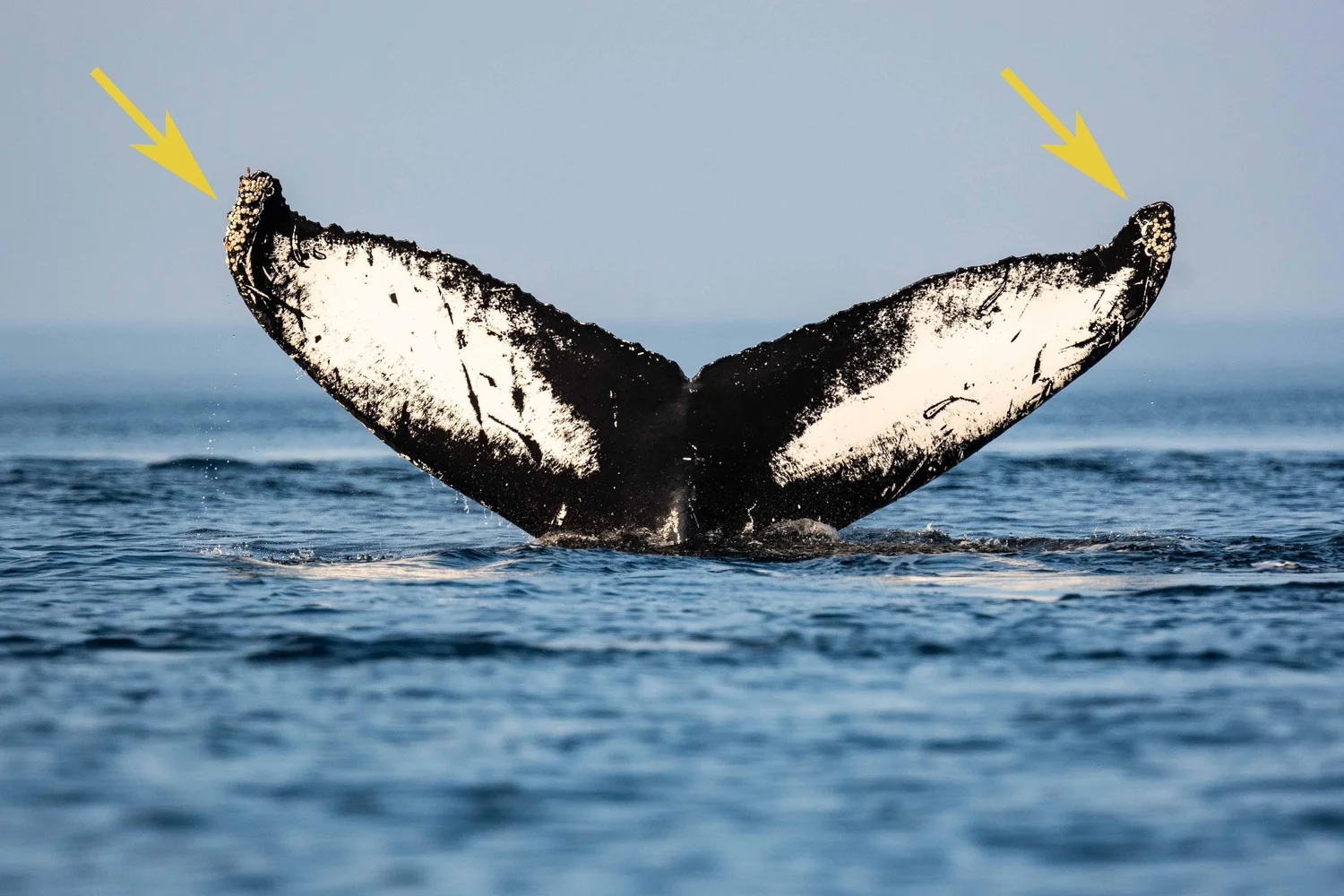 Les baleines ont des poux? — Jocelyn Praud - Photographe animalier