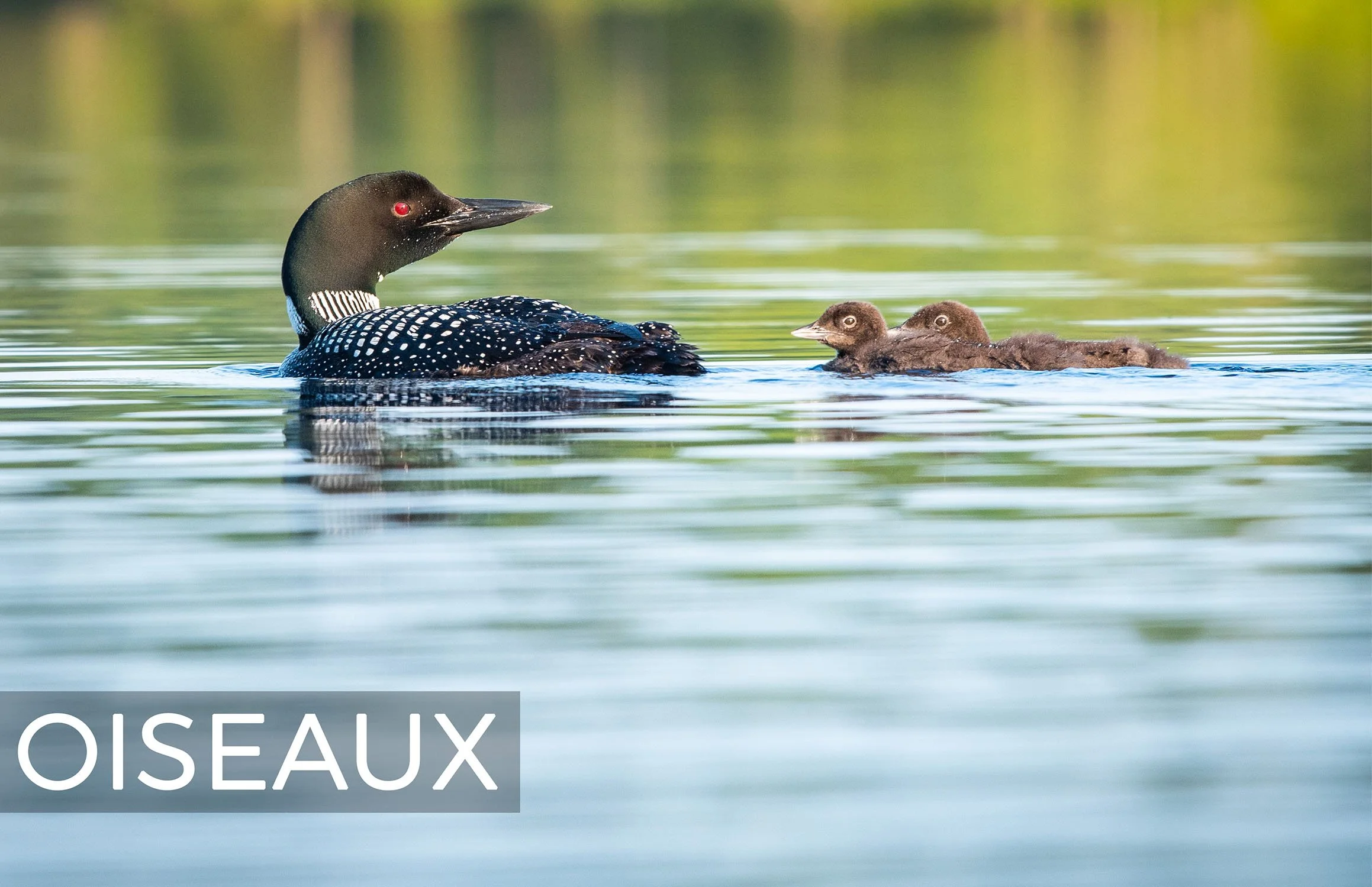 Jocelyn Praud - Photographe animalier