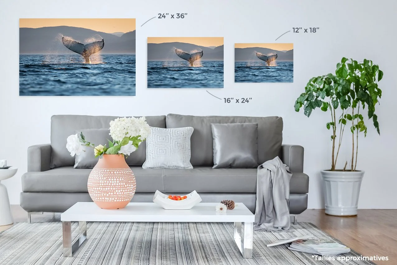 Jocelyn Praud - Photographe animalier