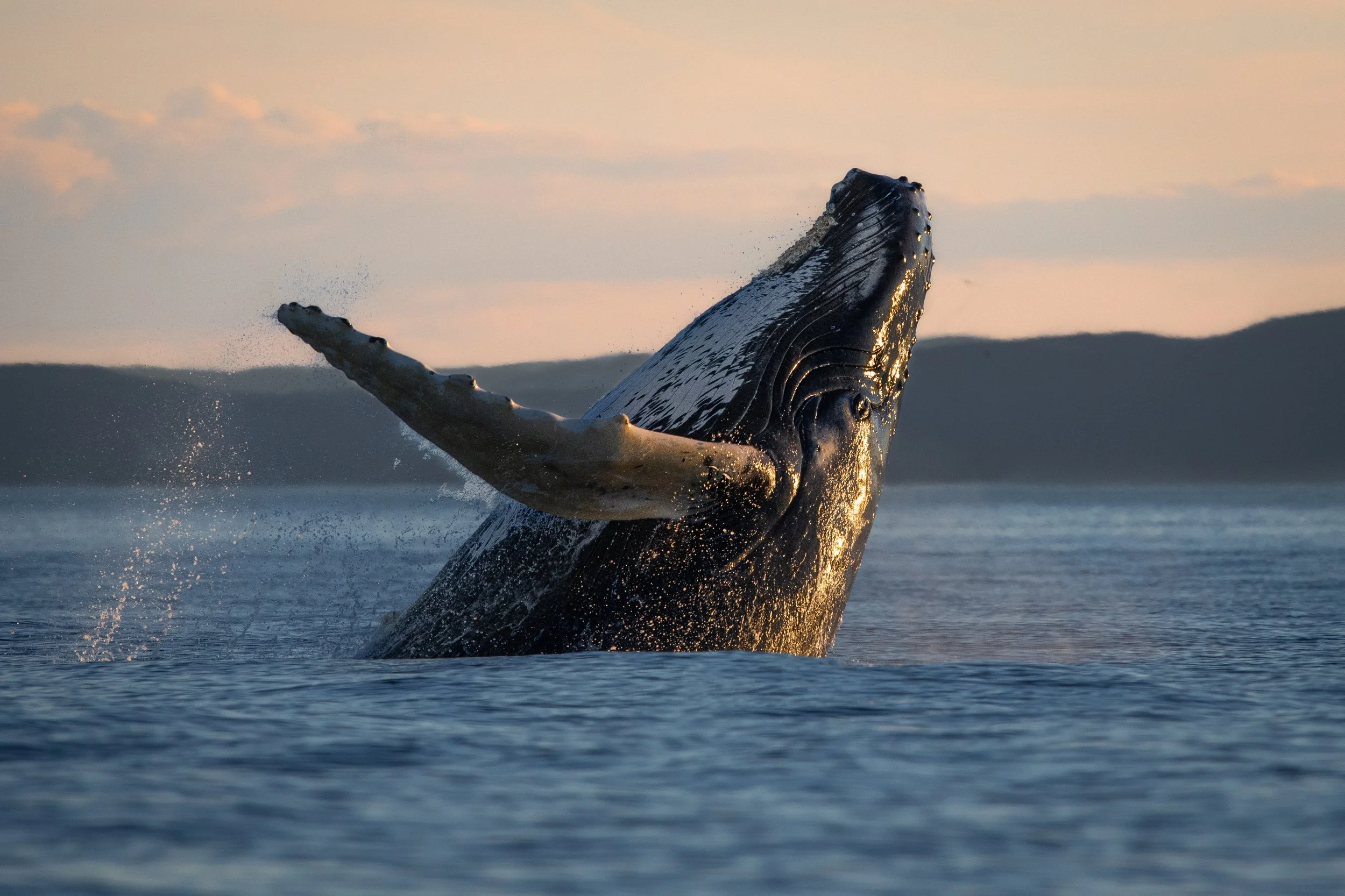 Jocelyn Praud - Photographe animalier