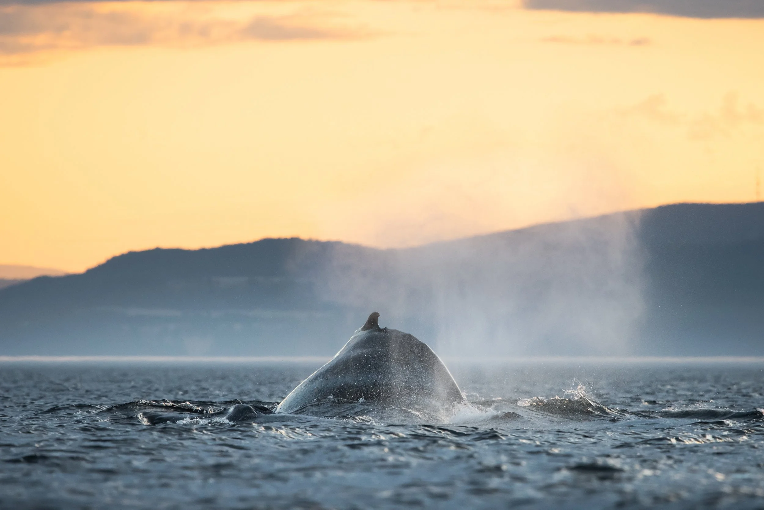 Atelier Baleine — Jocelyn Praud - Photographe animalier
