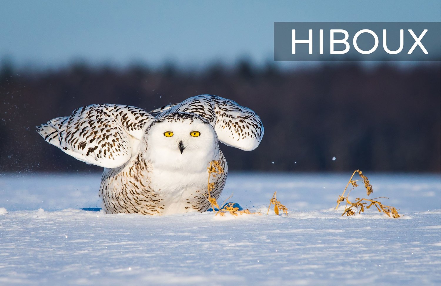 Jocelyn Praud - Photographe animalier