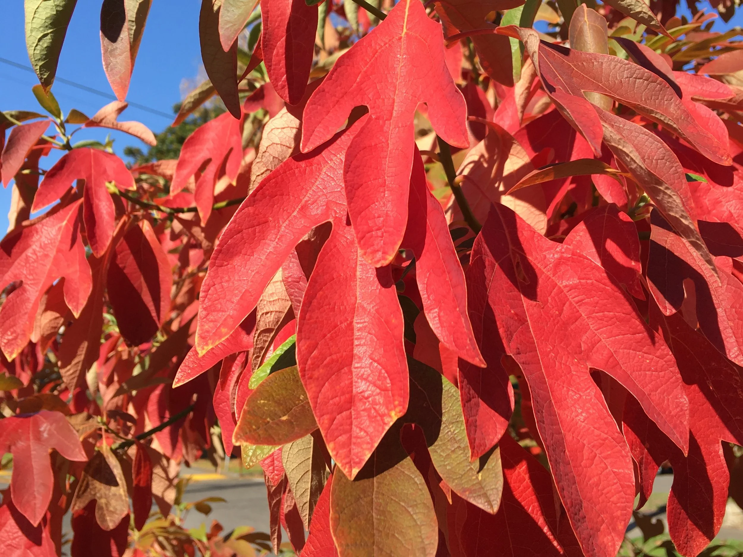 Fall Color Self-Guided Tour — Ainsworth Linear Arboretum