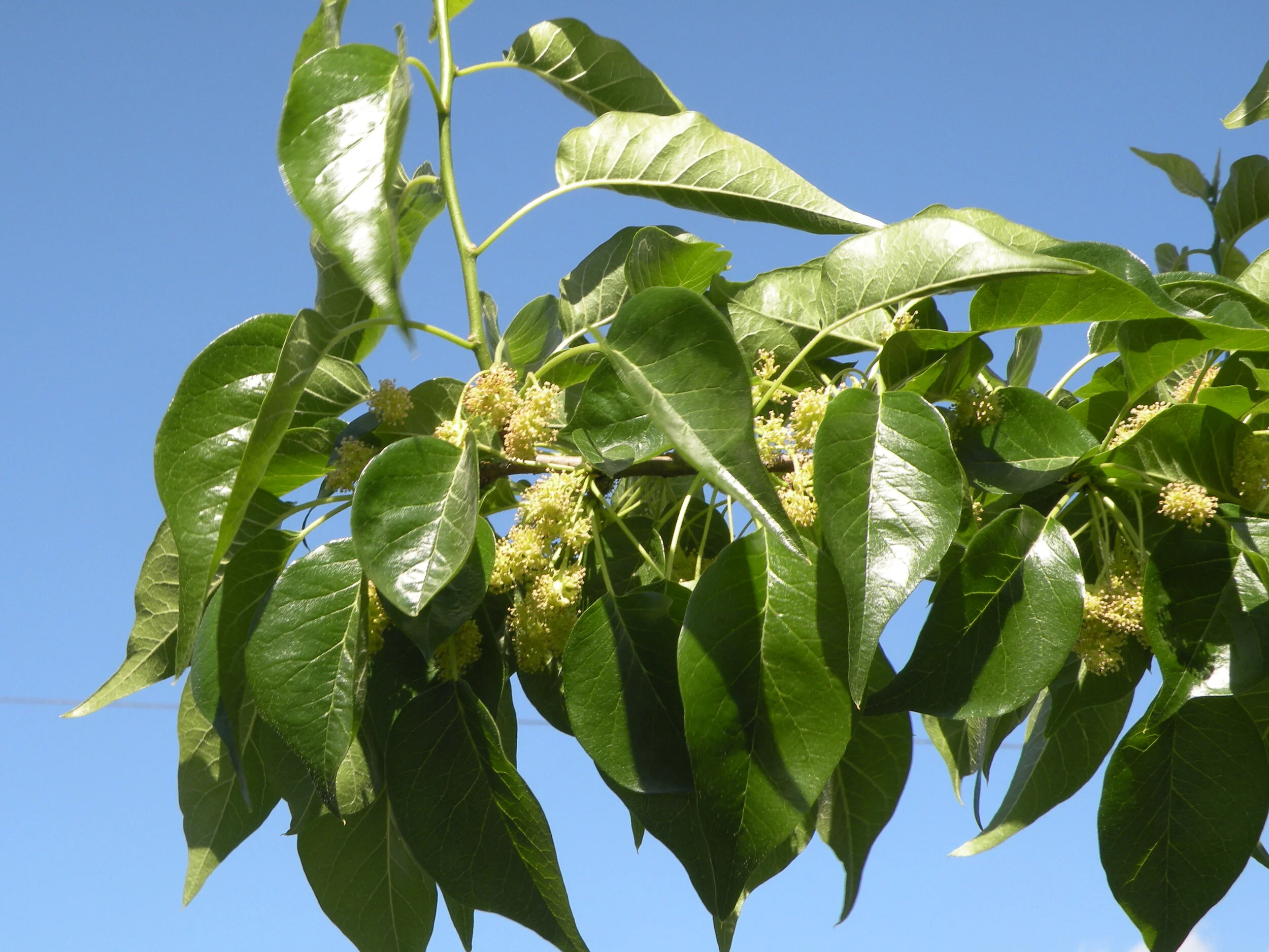 Tree Library — Ainsworth Linear Arboretum