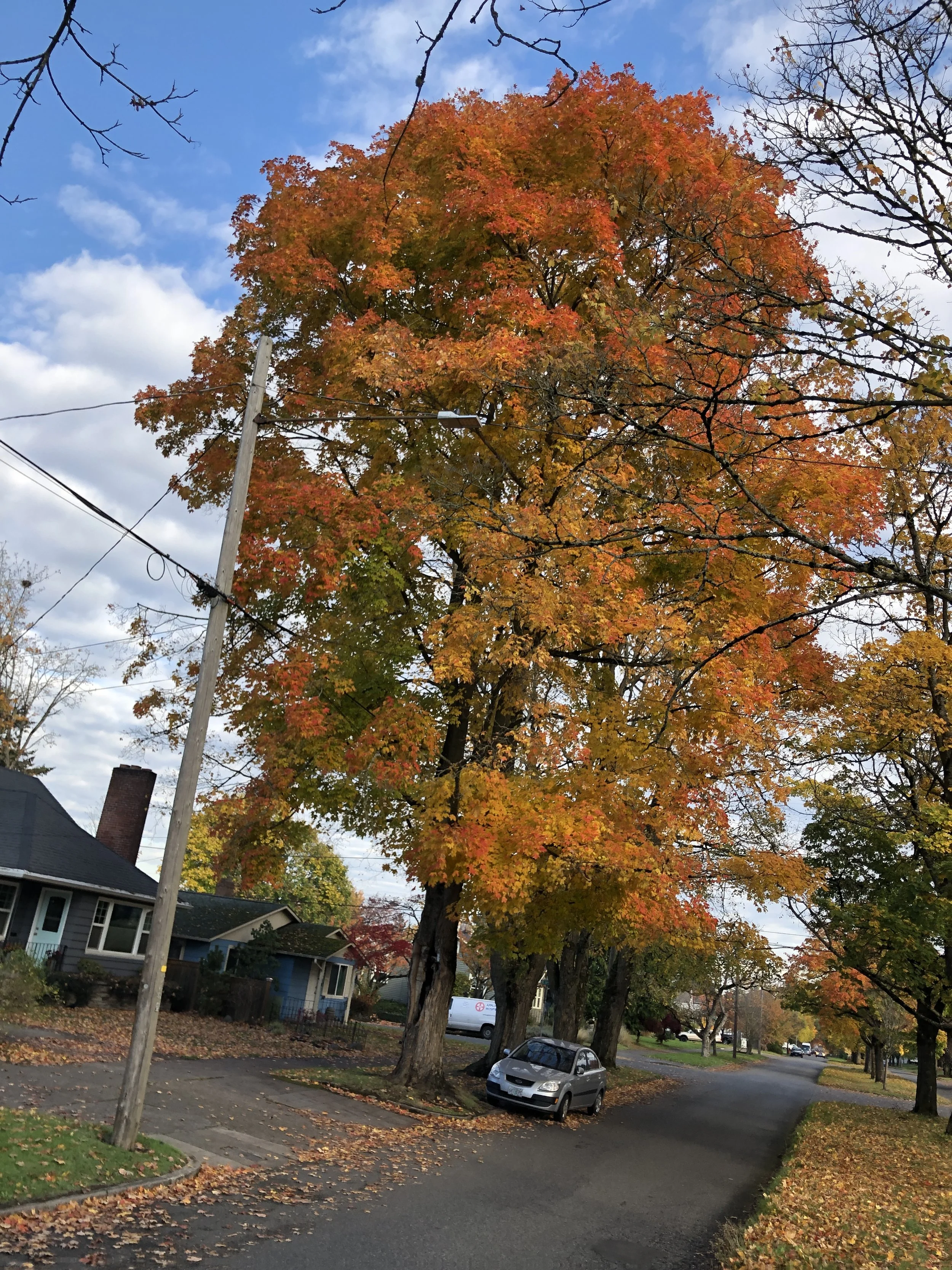 Taller trees are in the Linear Arboretum’s future — Ainsworth Linear ...