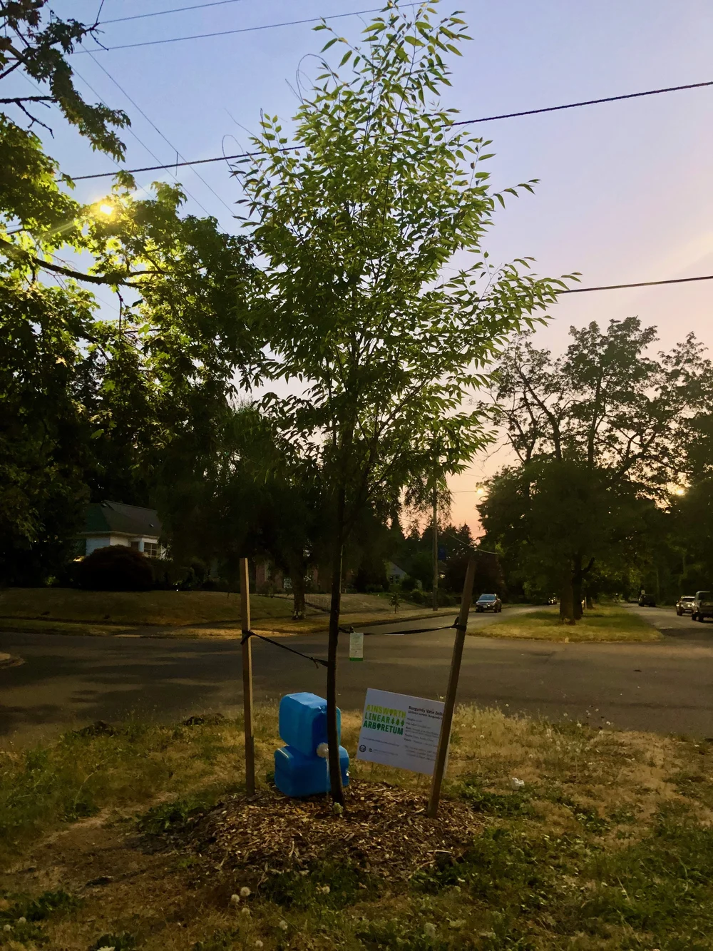 Thirsty Trees in the Summer Heat — Ainsworth Linear Arboretum