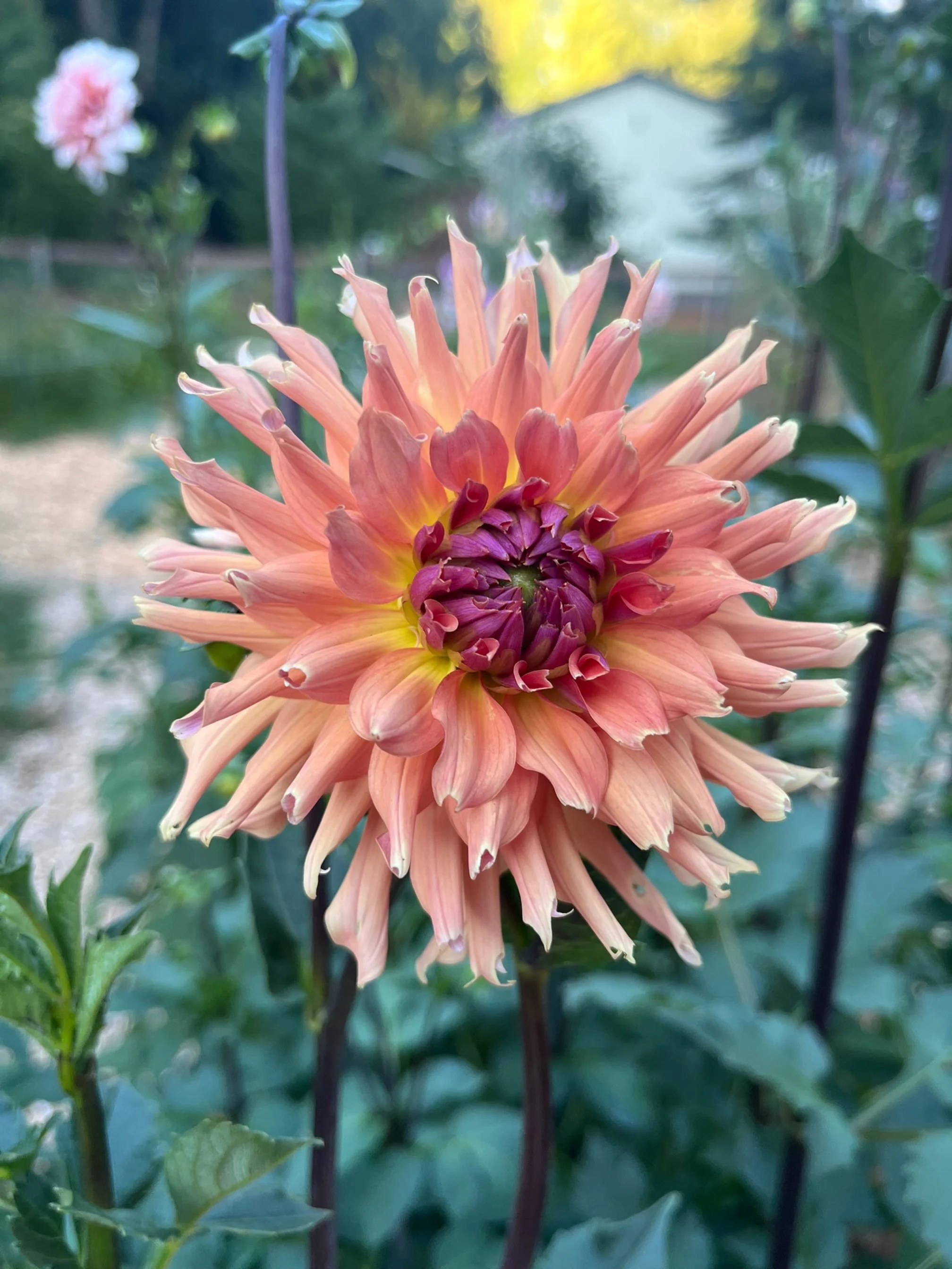Renew Your Bouquet — Cedar Flats Flower Farm