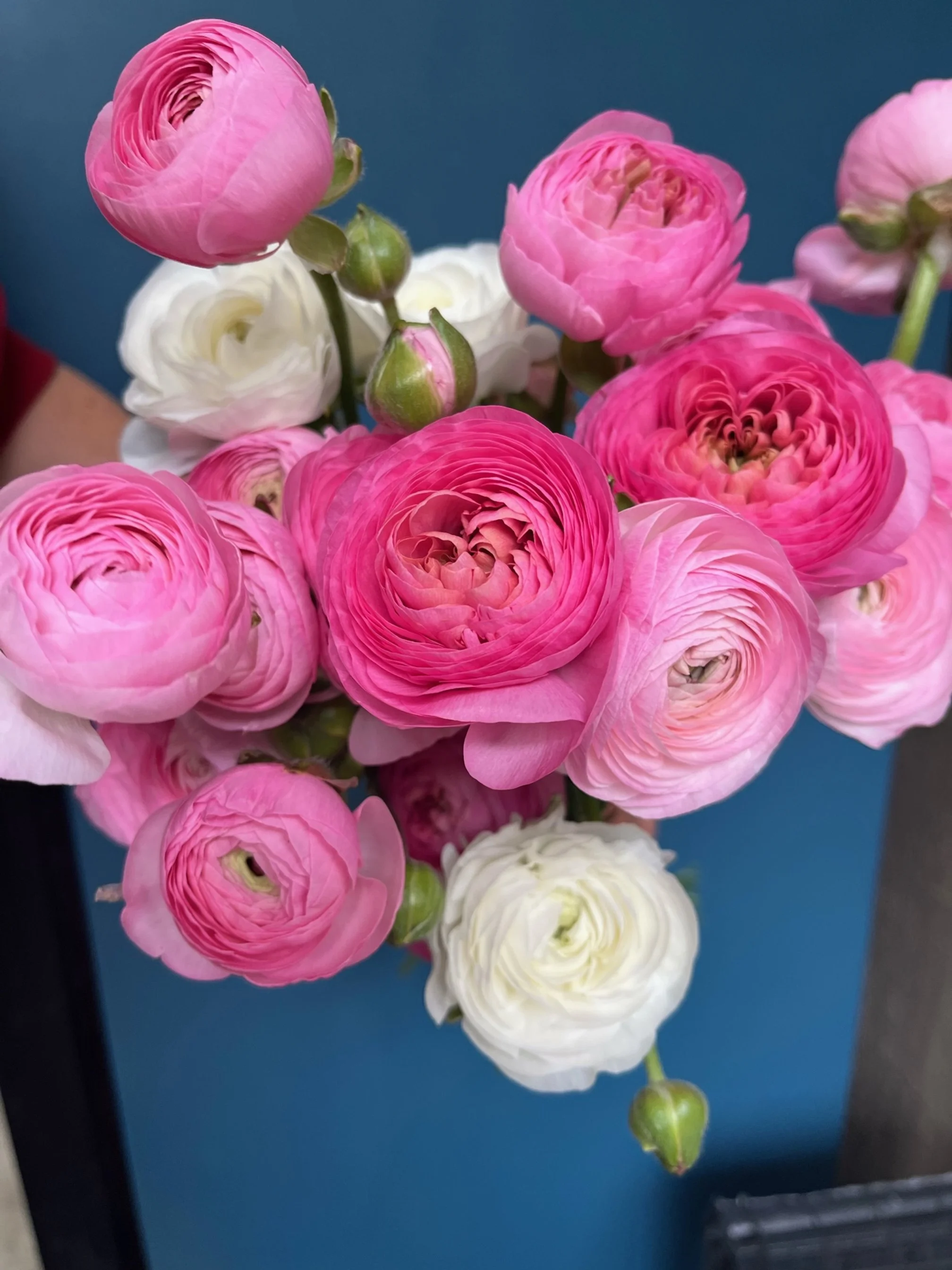 All About Ranunculus — Cedar Flats Flower Farm