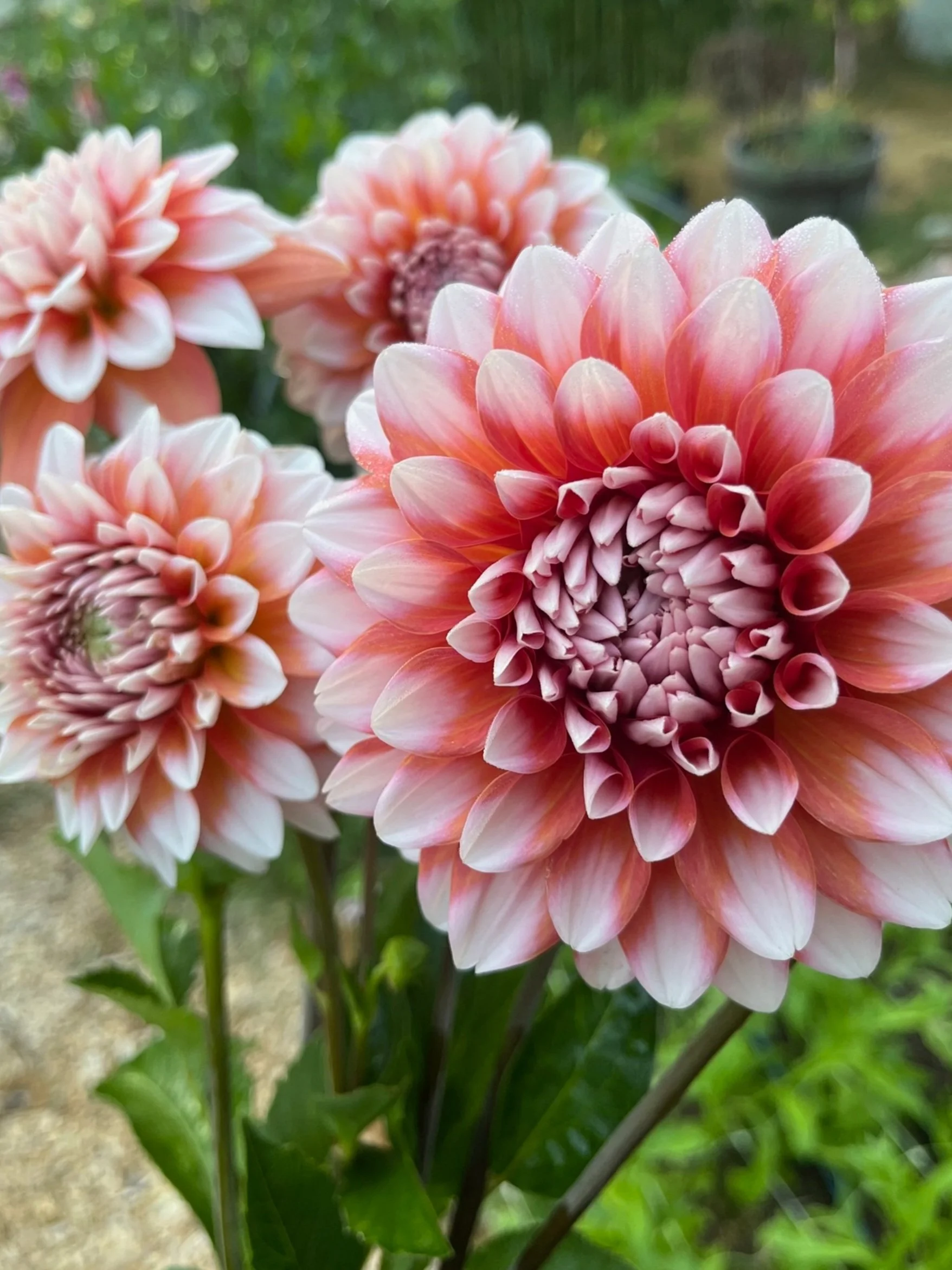 Dahlia Planting Guide | Grow Beautiful Dahlias Today — Cedar Flats ...